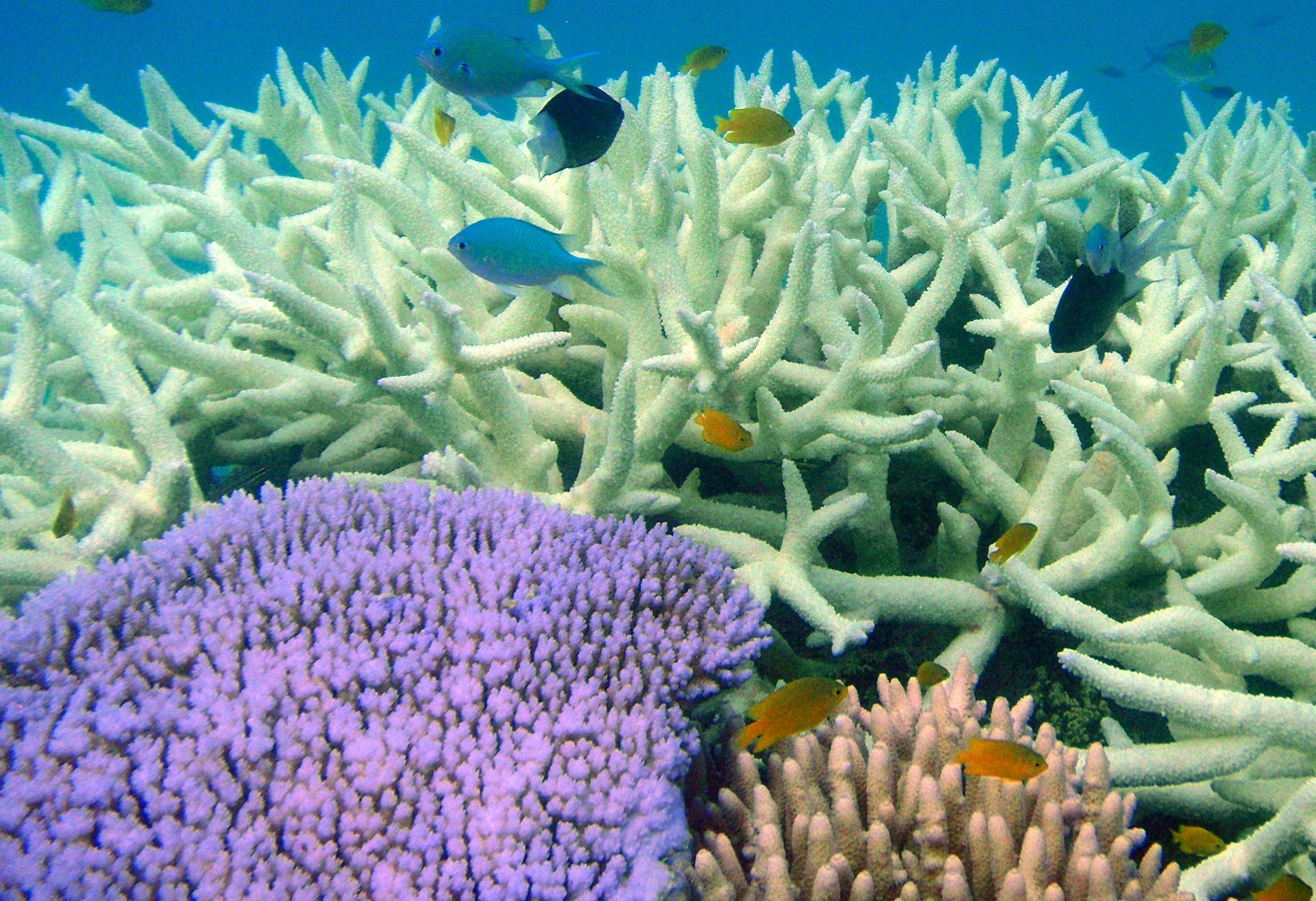 Coral reefs that glow bright neon during bleaching offer hope for ...