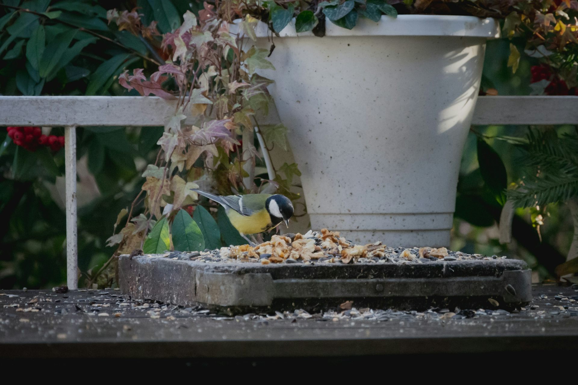 Why you may need to encourage social distancing around your bird feeder