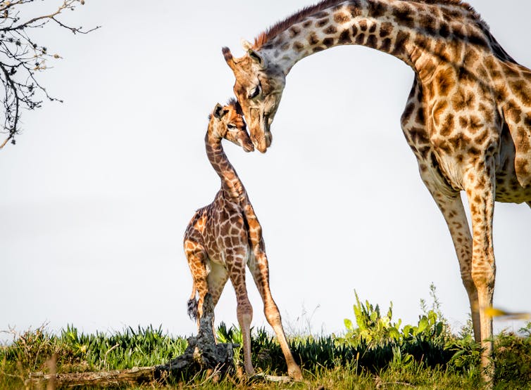 How Many Bones Are There In A Giraffe s Neck Indeladesign how-many-bones-are-there-in-a-giraffe-s-neck-indeladesign