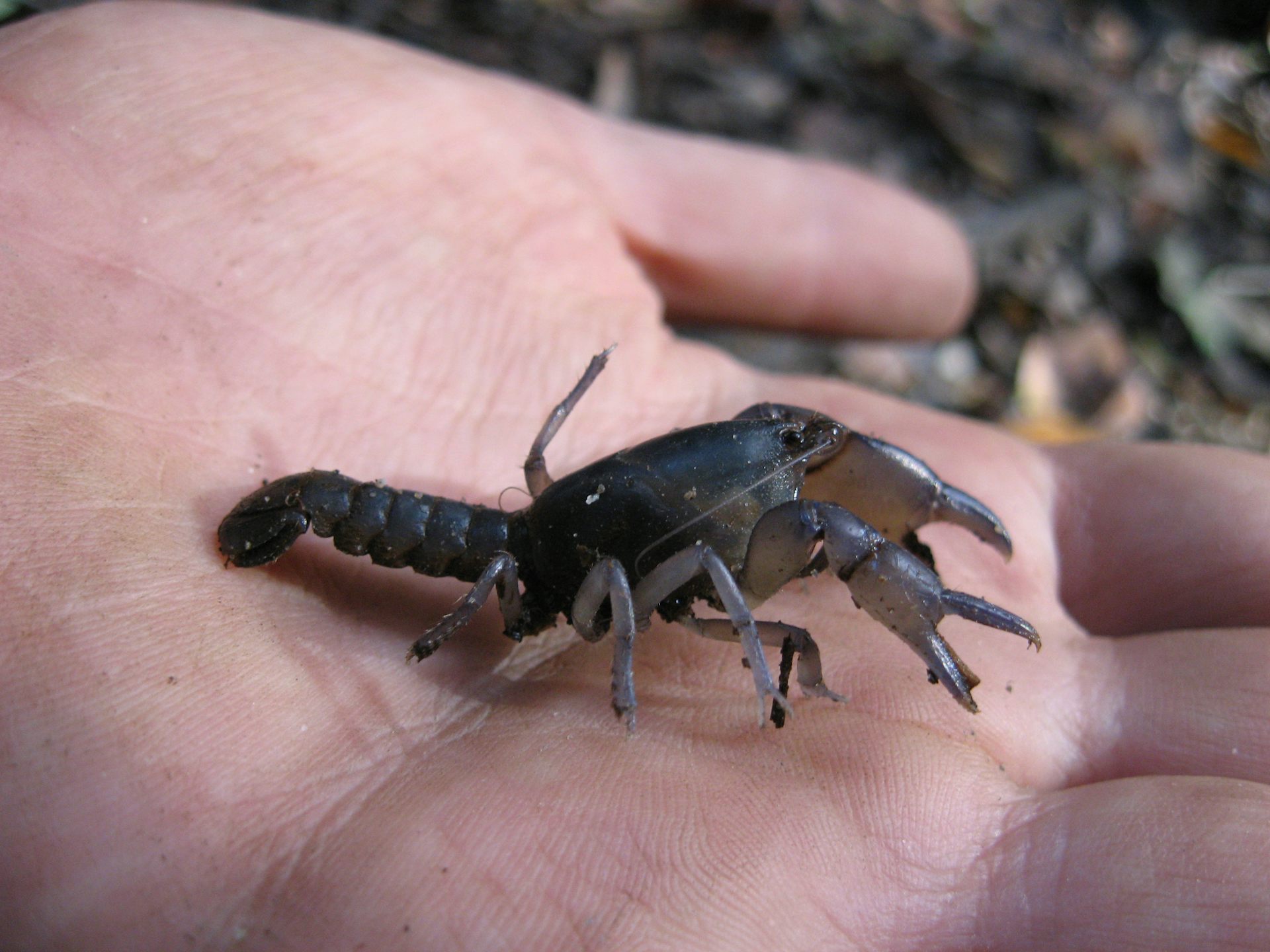 Australian endangered species: Victorian burrowing crayfish