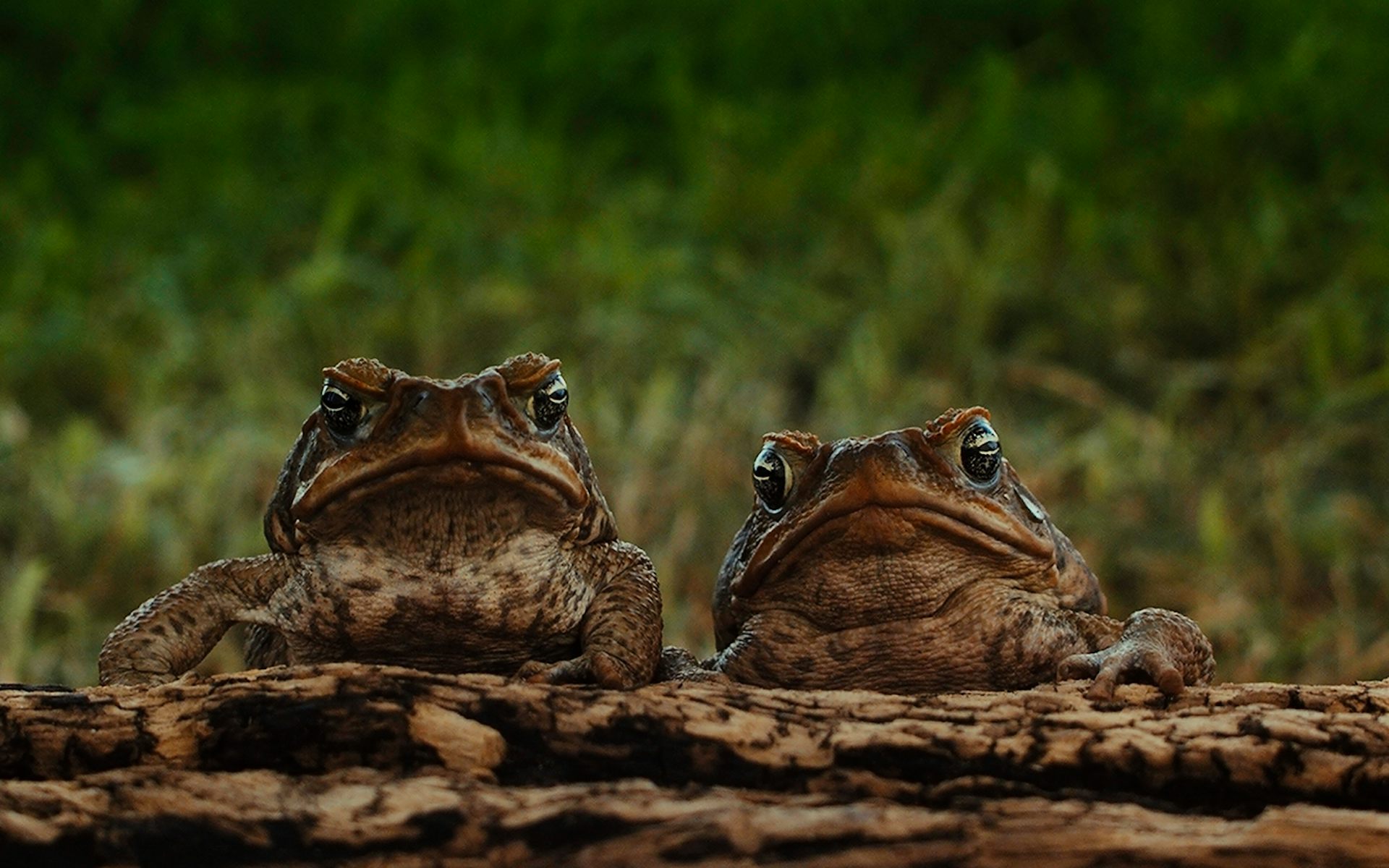 Everyone agreed: cane toads would be a winner for Australia