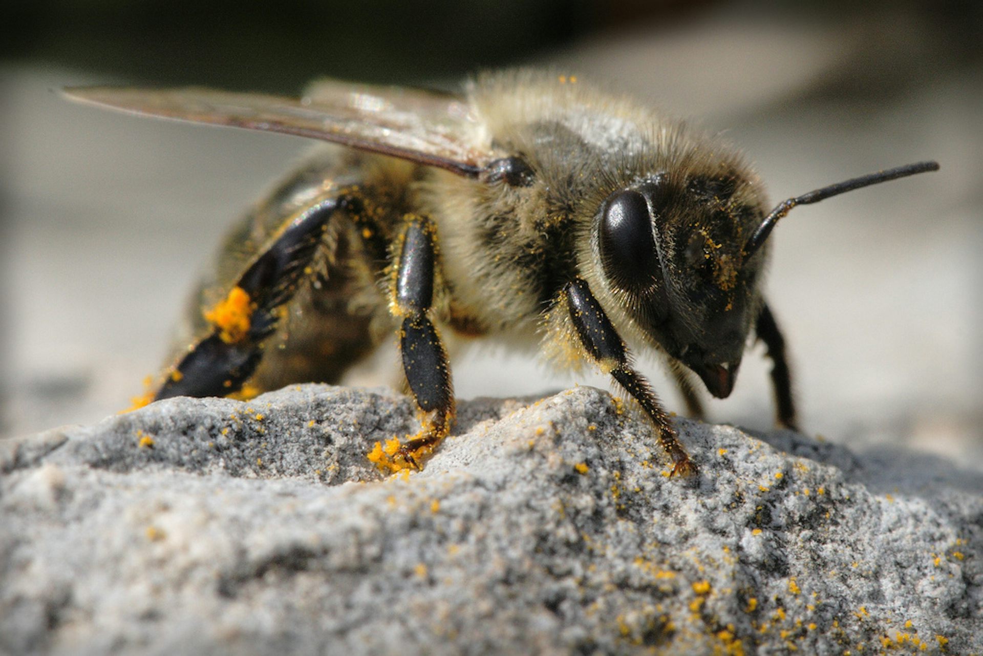 What bees don’t know can help them: measuring insect indecision
