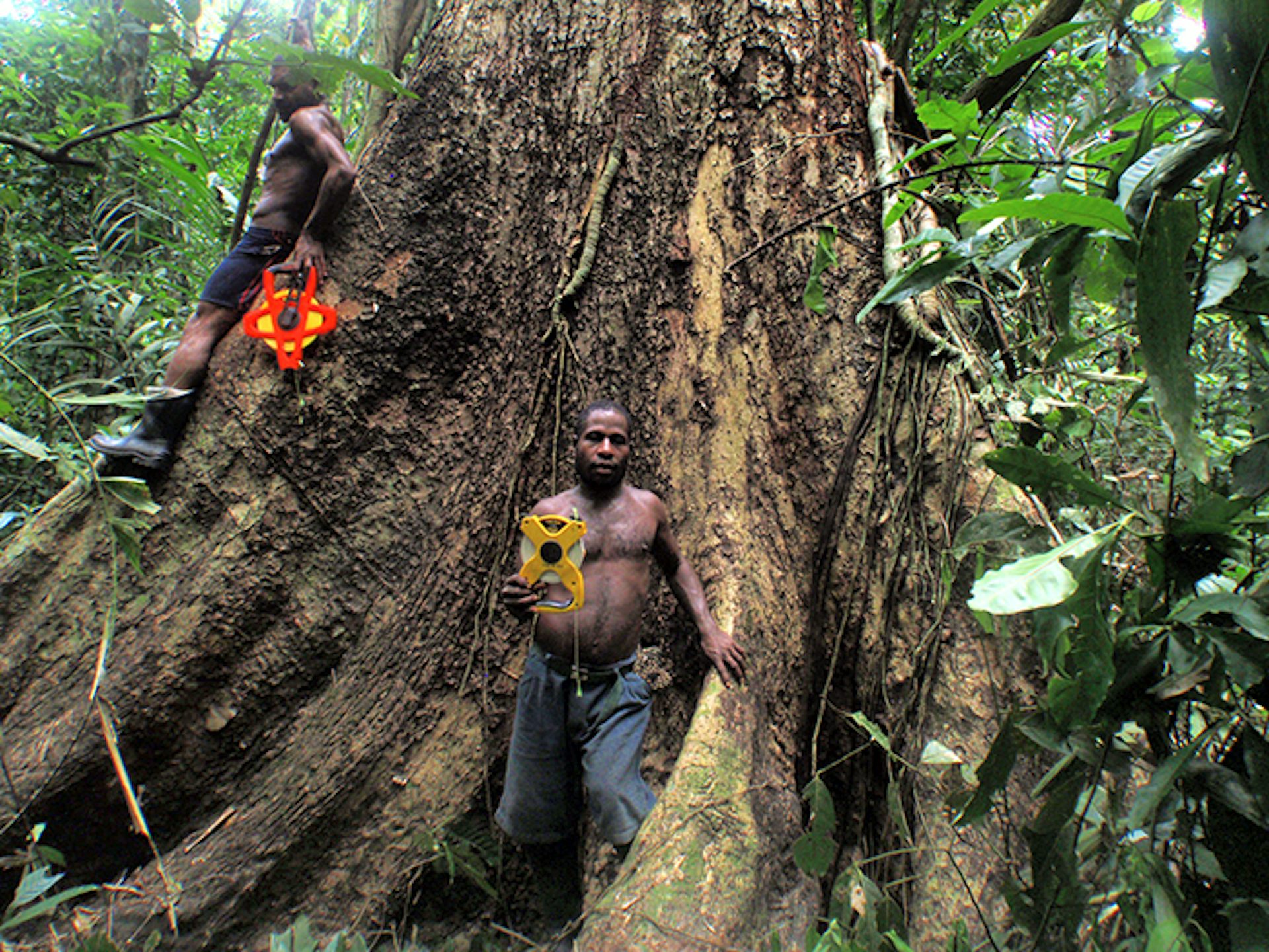 How tree huggers can save forests with science
