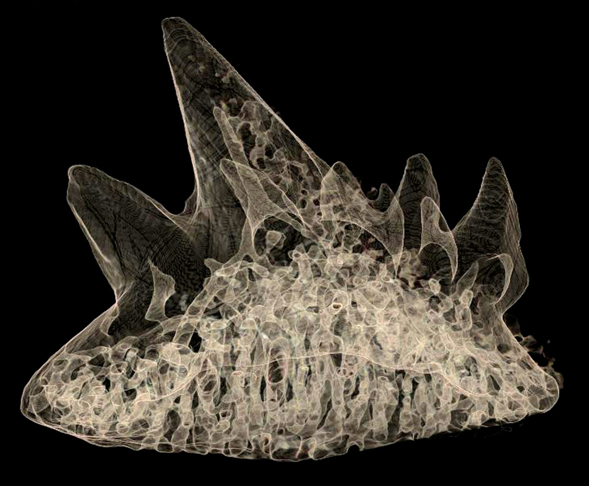 Resurrecting dinosaurs with medical scanners and 3D printers