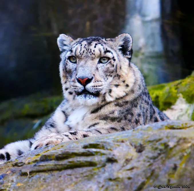 Prehistoric World s Missing Big Cats Revealed In Fossil Finds Prehistoric World s Missing Big Cats Revealed In Fossil Finds