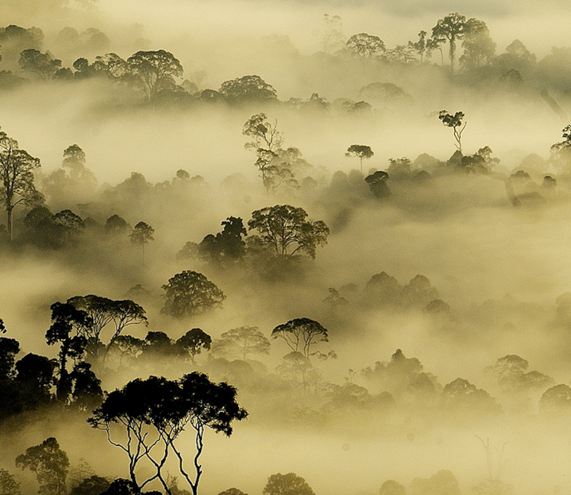 Original and the best: nothing beats primary forests for biodiversity