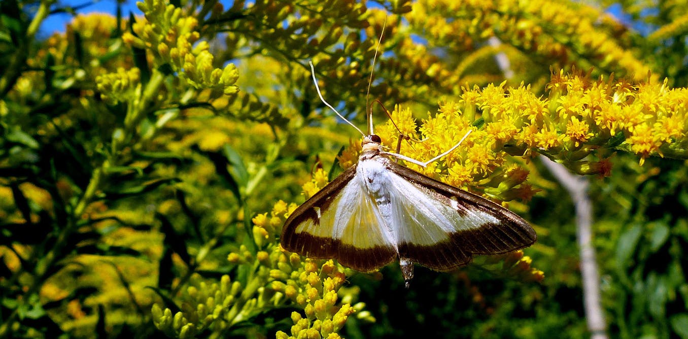 Les bioinsecticides, miracle ou mirage Les bioinsecticides, miracle ou mirage