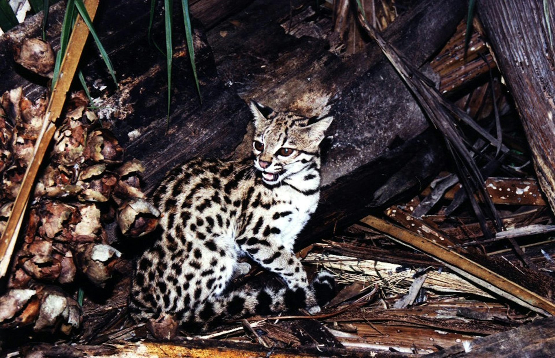 One becomes two: genes show Brazilian wild cat is two species