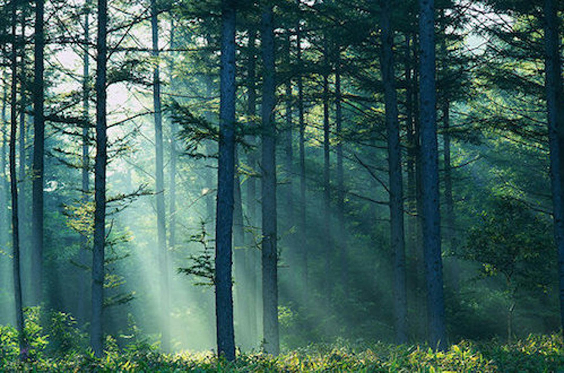 Climat, espèces et adaptation : le rôle de la gestion forestière