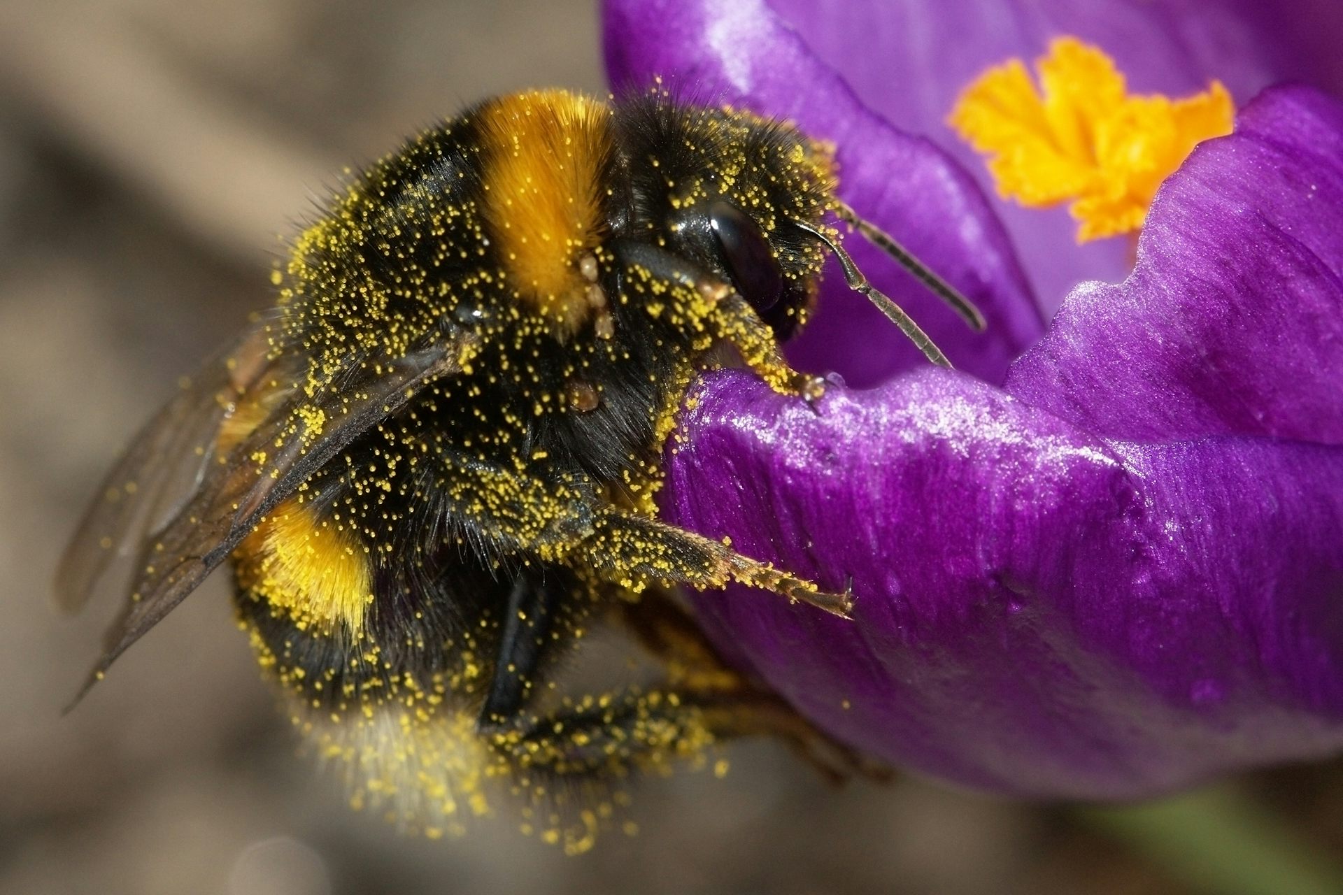 Neonicotinoid ban won’t fix all bees’ problems