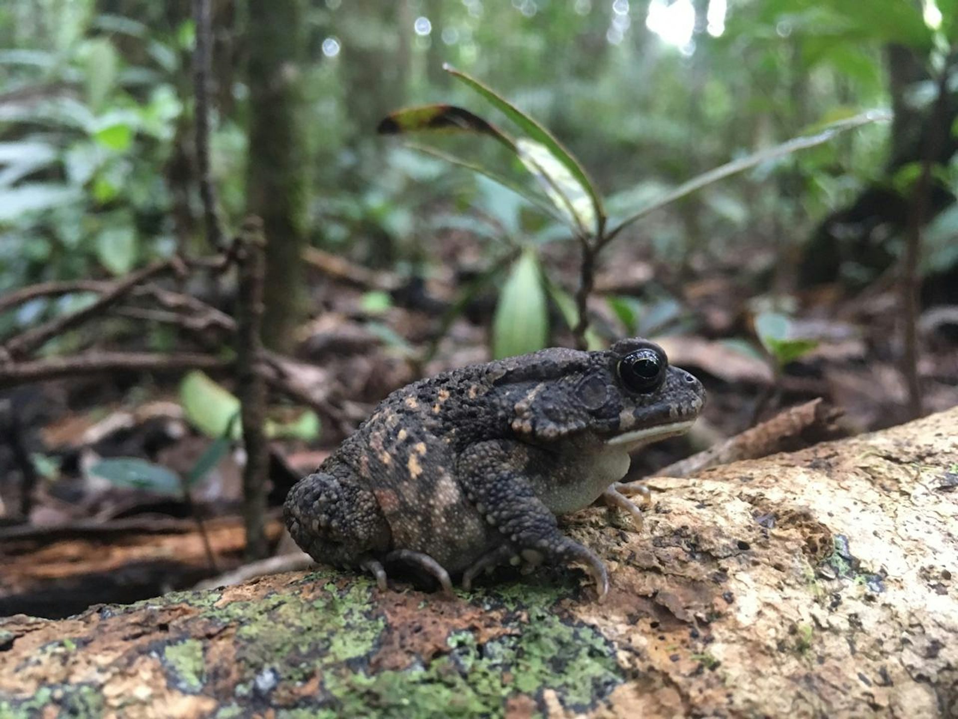The diet of invasive toads in Mauritius has some rare species on the menu