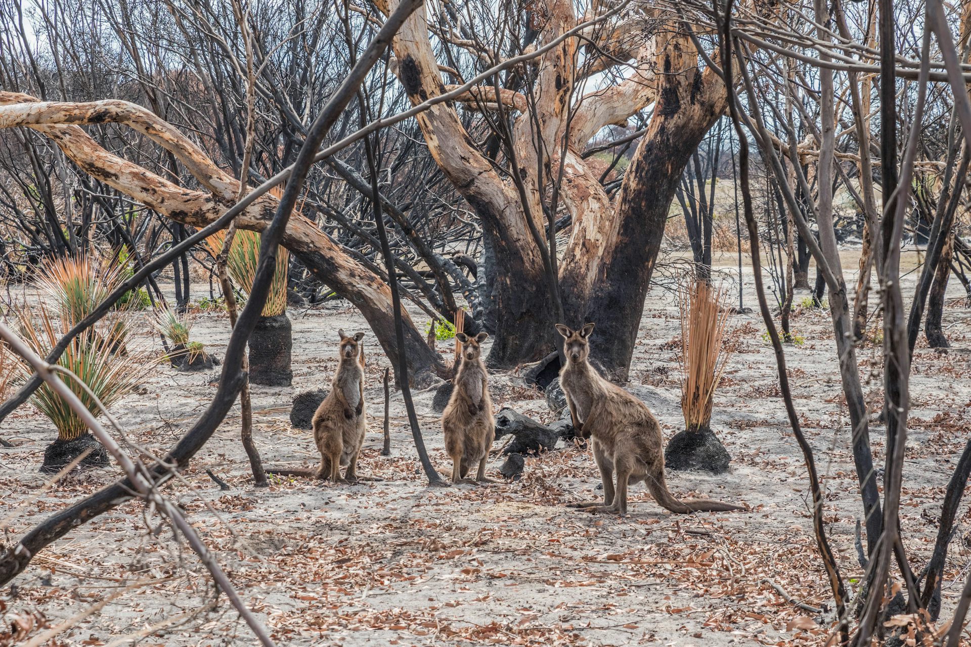 3 billion animals were in the bushfires’ path. Here’s what the royal ...