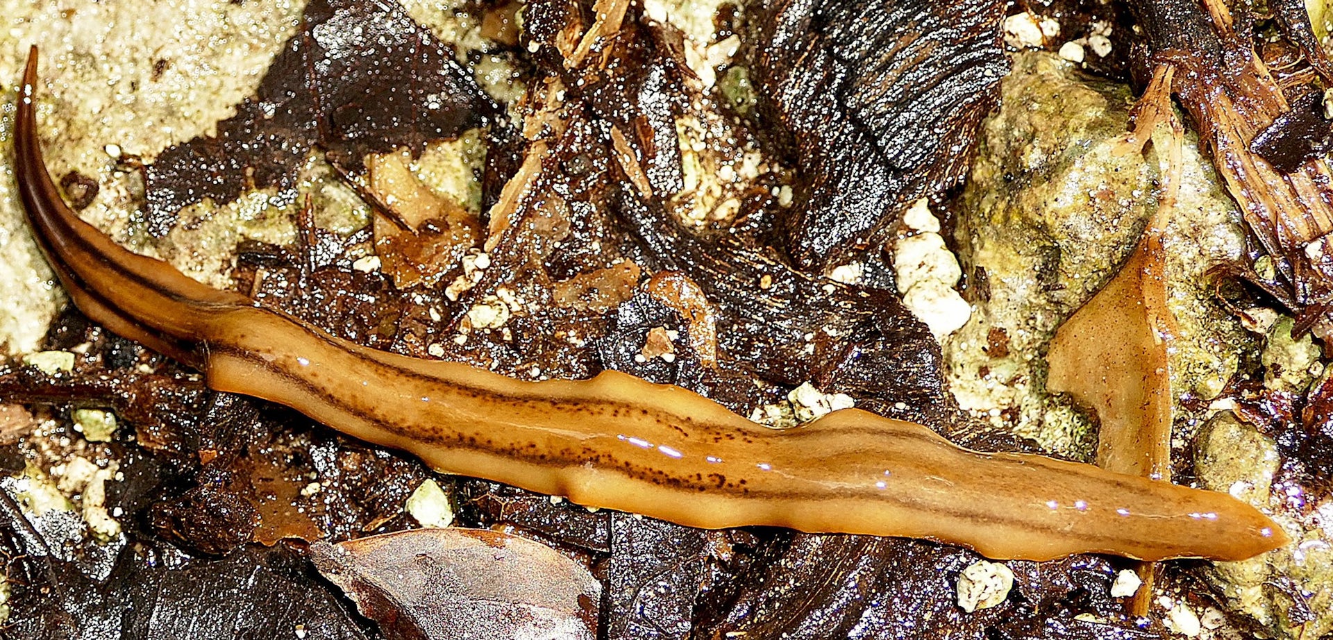 Land flatworms are invading the West Indies