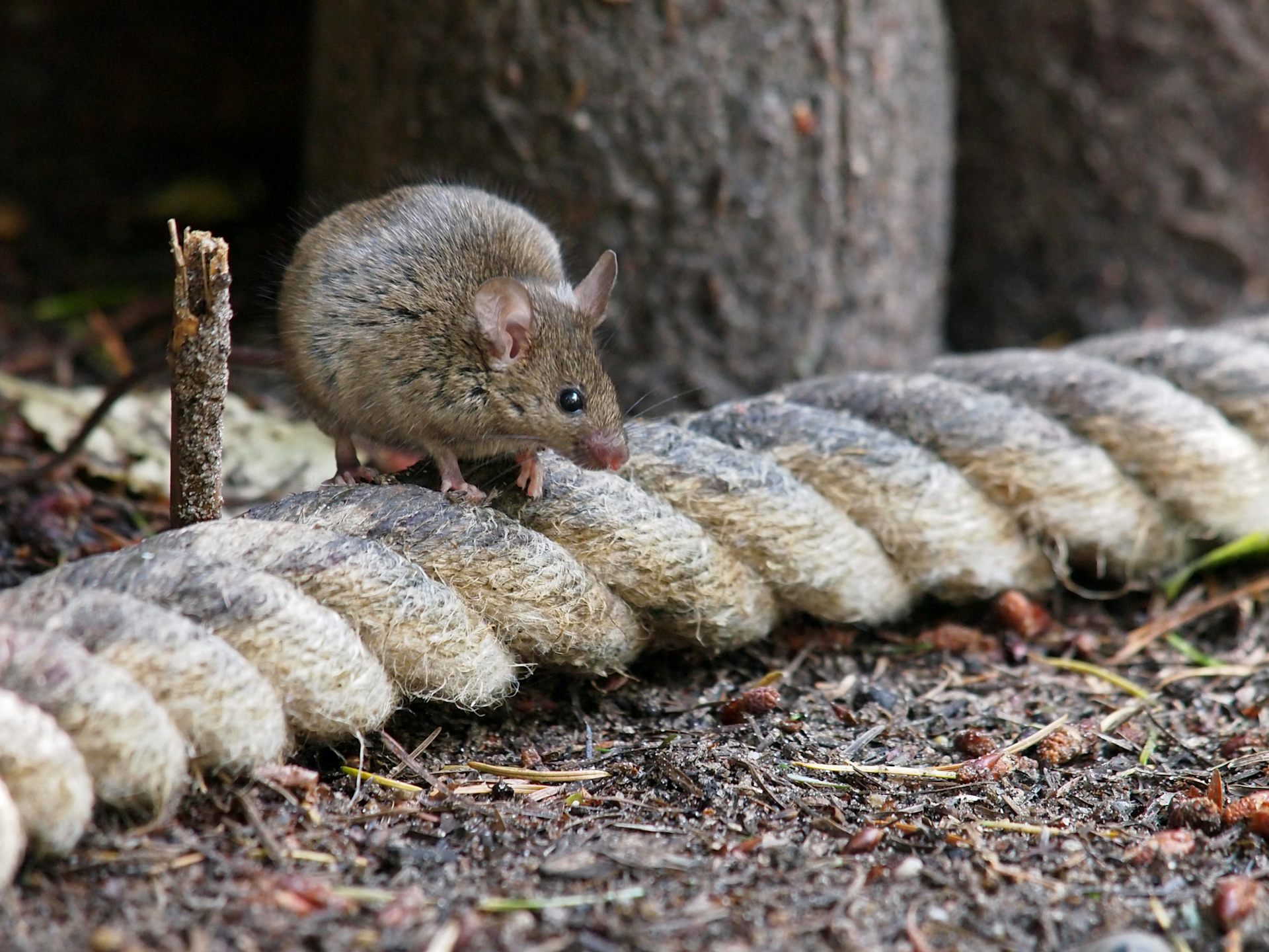 Shy rodents may be better at surviving eradications, but do they pass ...