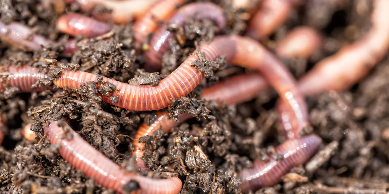 Do Earthworms Have A Closed Circulatory System Alpinemoms Do Earthworms Have A Closed Circulatory System Alpinemoms