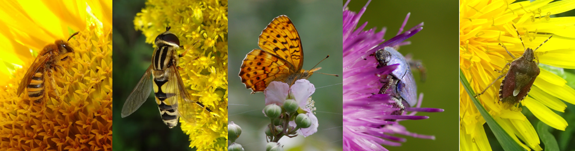 Qu’est-ce qu’un pollinisateur