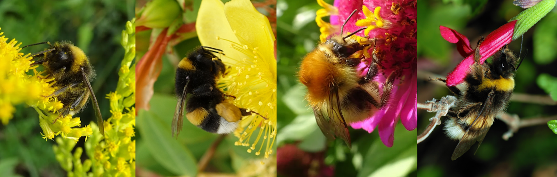 Qu’est-ce qu’un pollinisateur