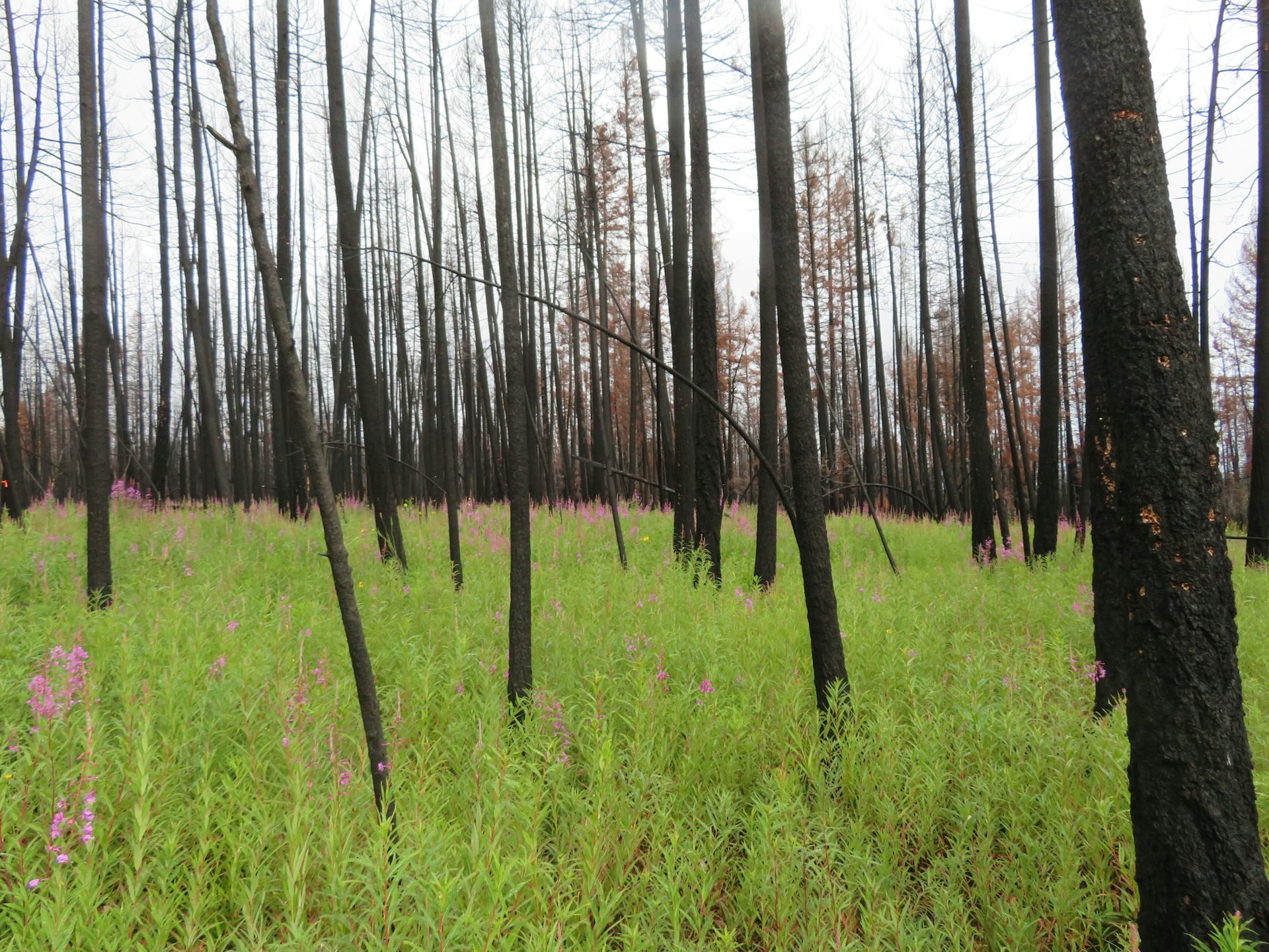 After wildfires, logging the forest can harm wildlife for up to a decade