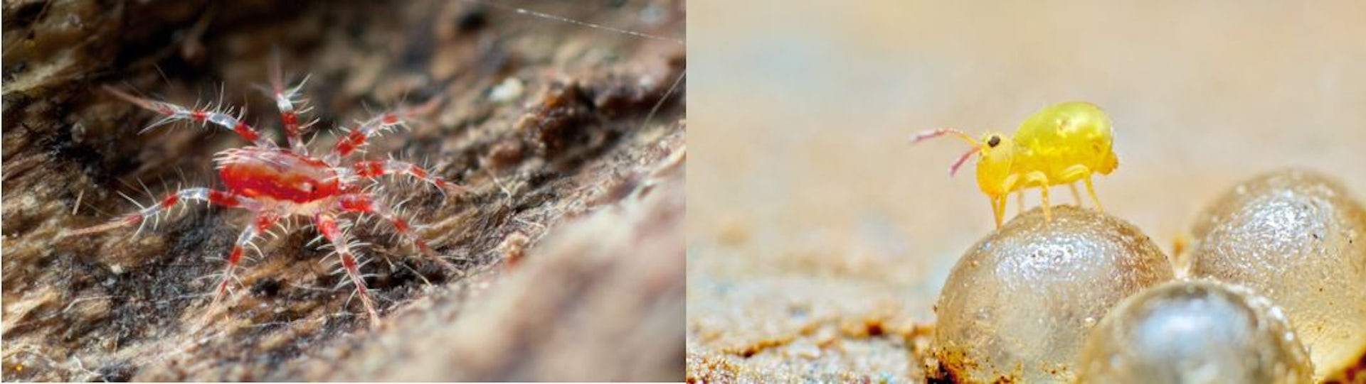 Food and clean water start with soil biodiversity: learning more about ...