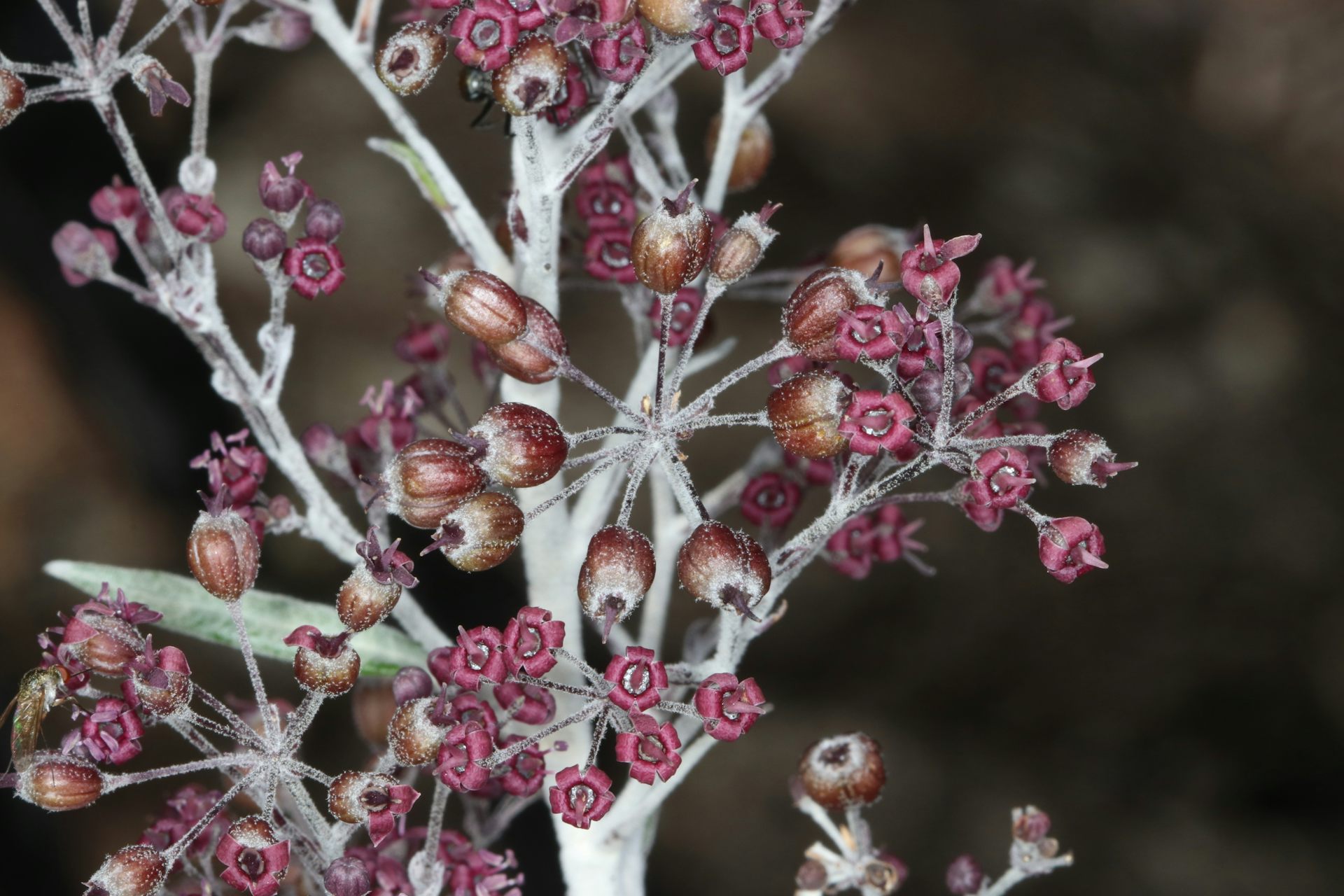 Australia-first research reveals staggering loss of threatened plants ...