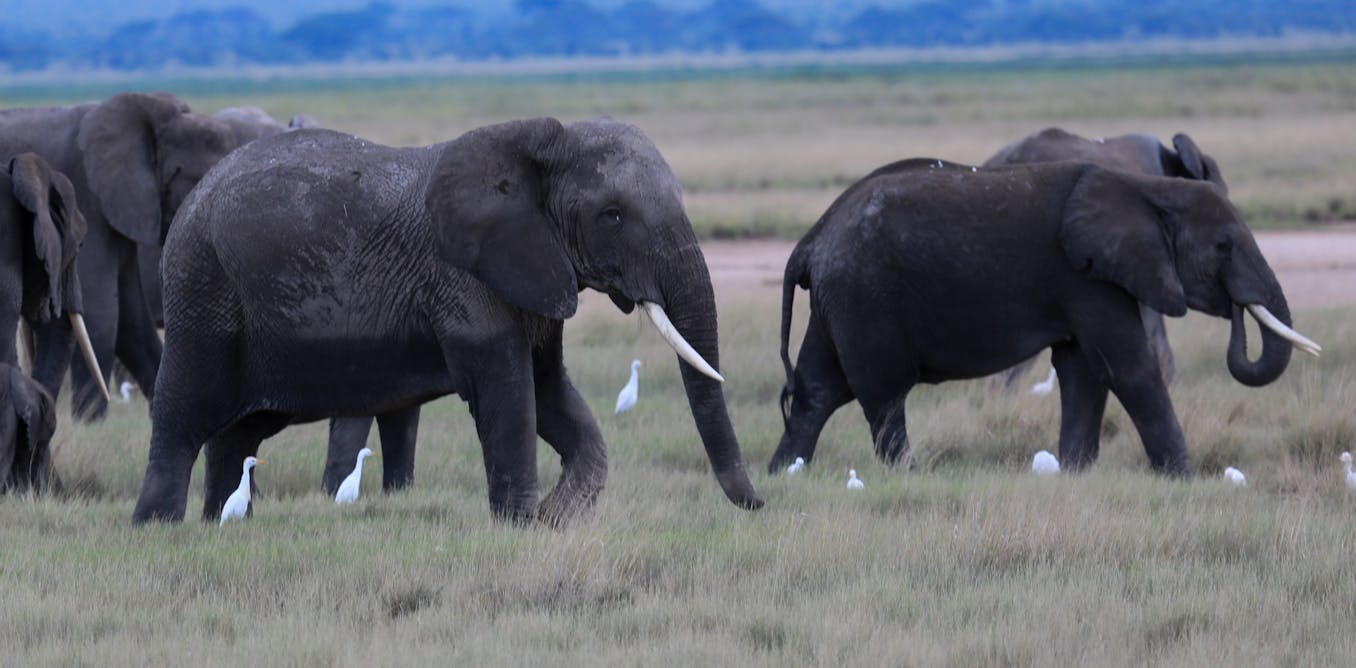 Fewer Tourists Meant Less Money For Wildlife During The Pandemic But fewer-tourists-meant-less-money-for-wildlife-during-the-pandemic-but