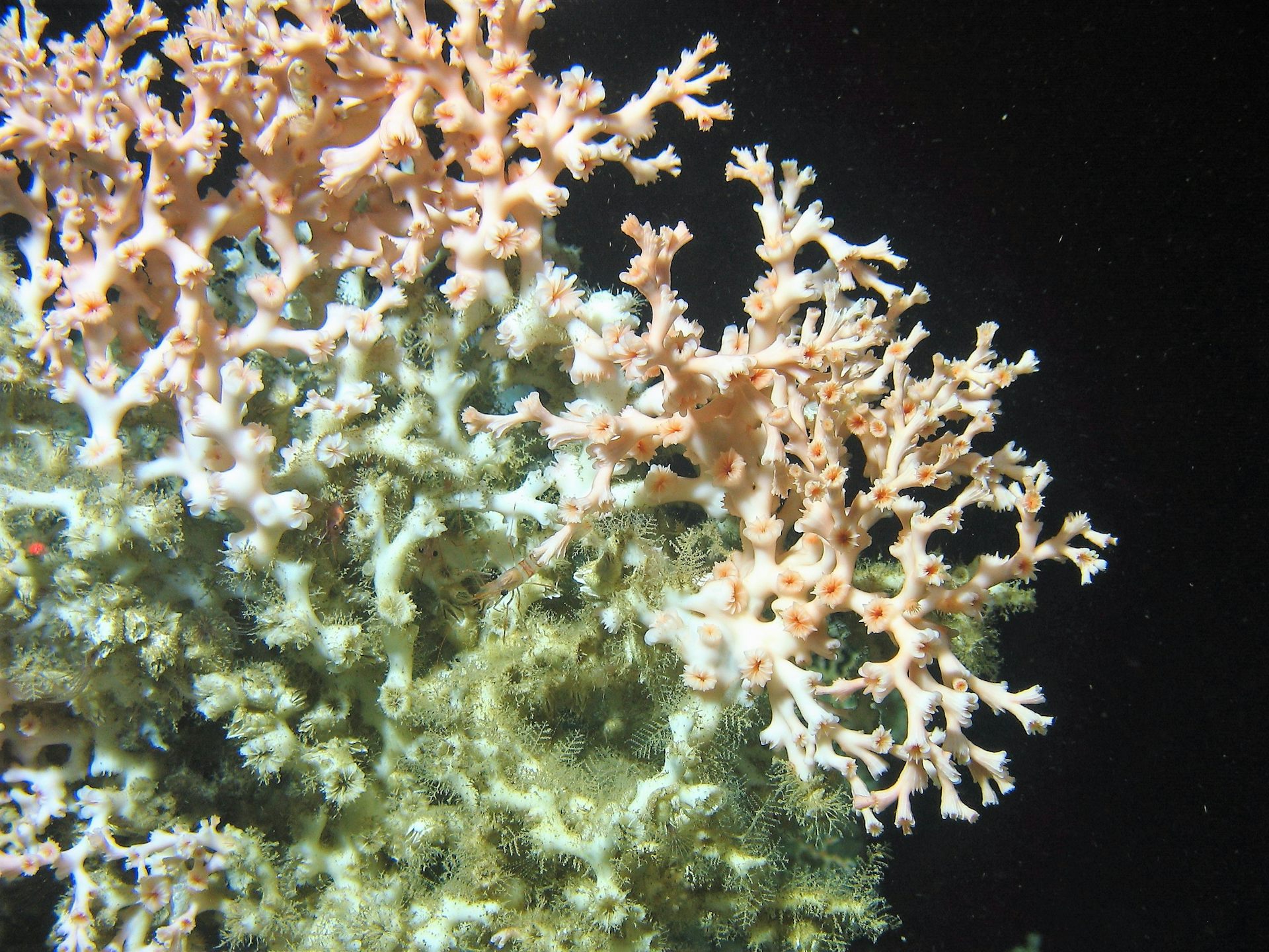 Ireland has corals, and they survive in extreme conditions at the edge ...