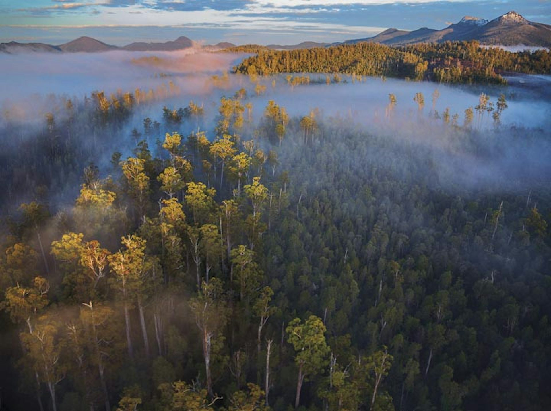 Australia going backwards on World Heritage listed forests