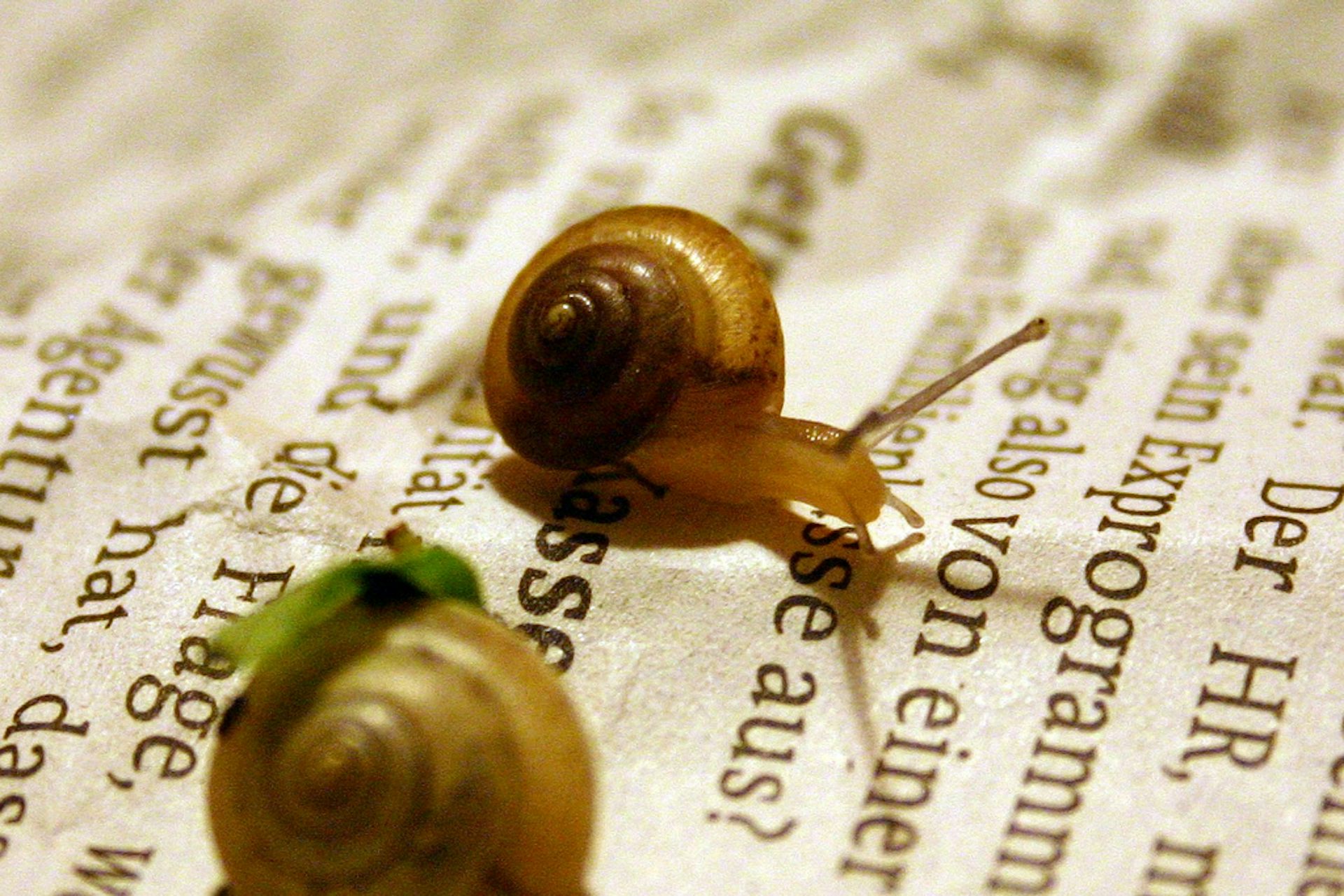 Forgetful snails could tell us about how our memories work