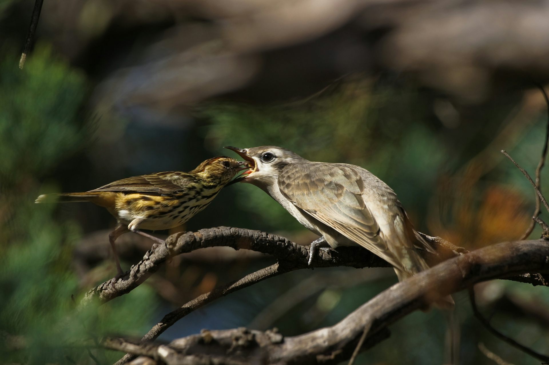 How birds cooperate to defeat cuckoos