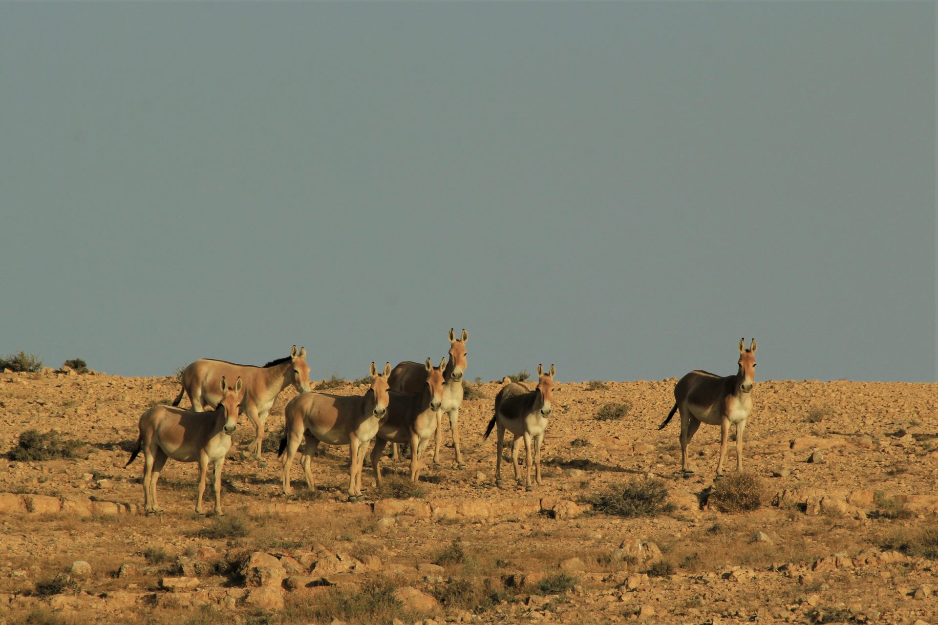 How hybrids could help save endangered species