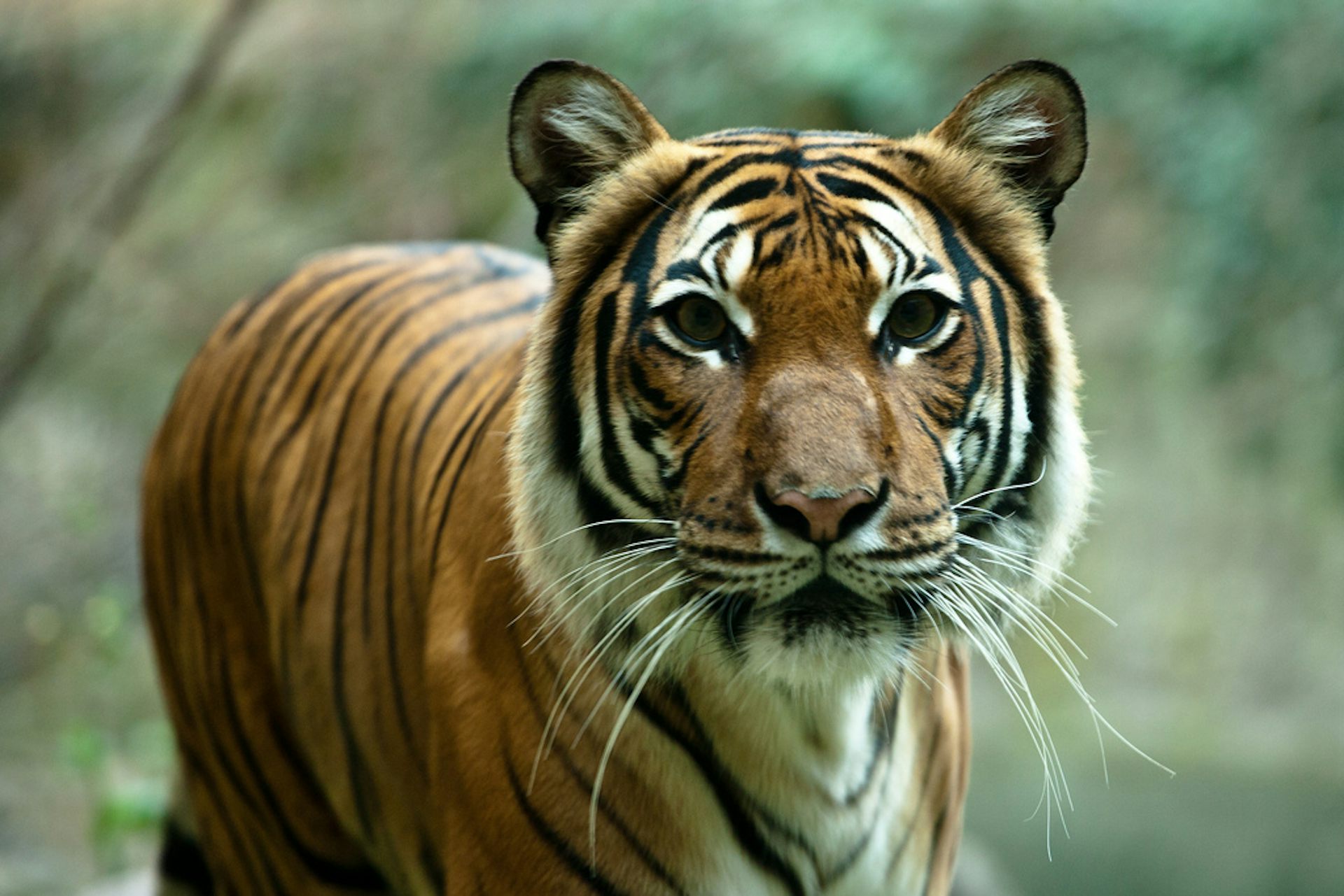 The world’s top predators are in decline, and it’s hurting us too