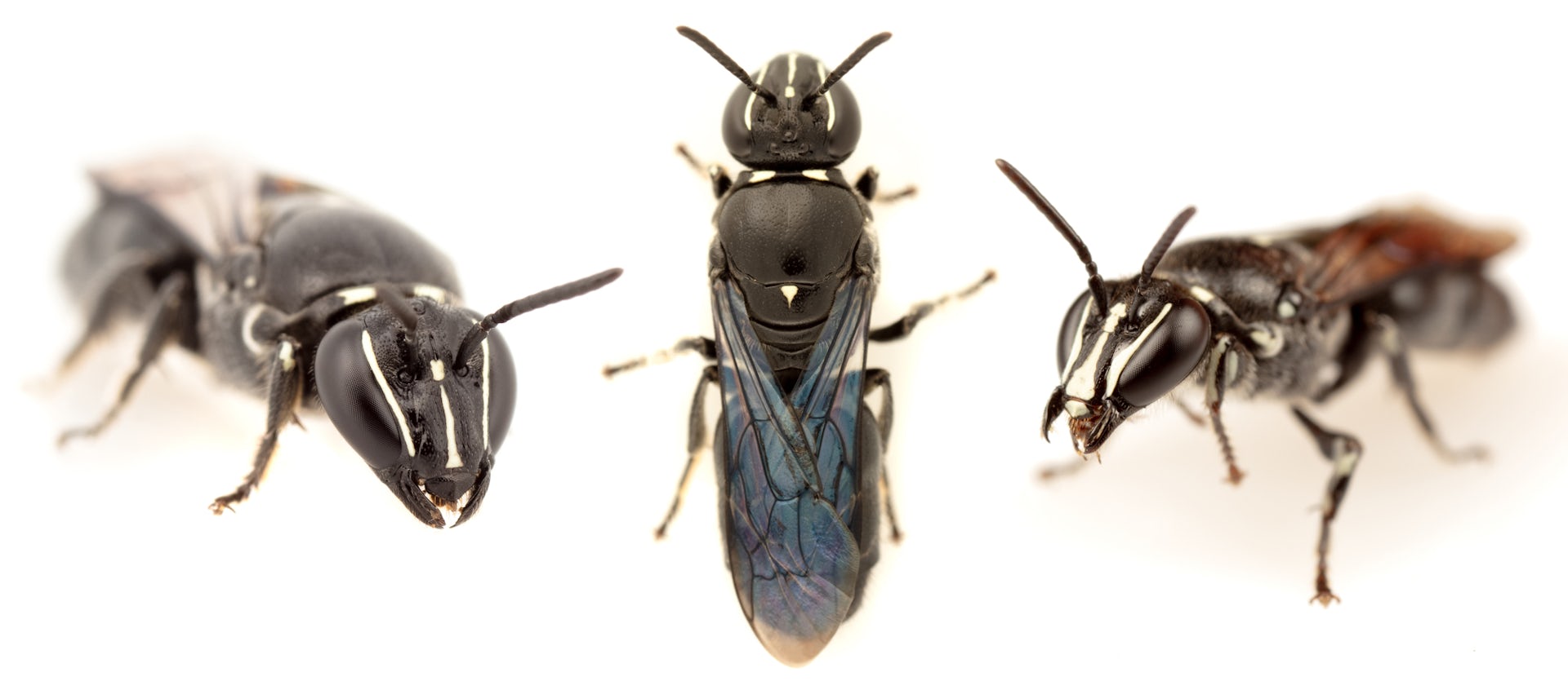 Phantom of the forest: after 100 years in hiding, I rediscovered the ...