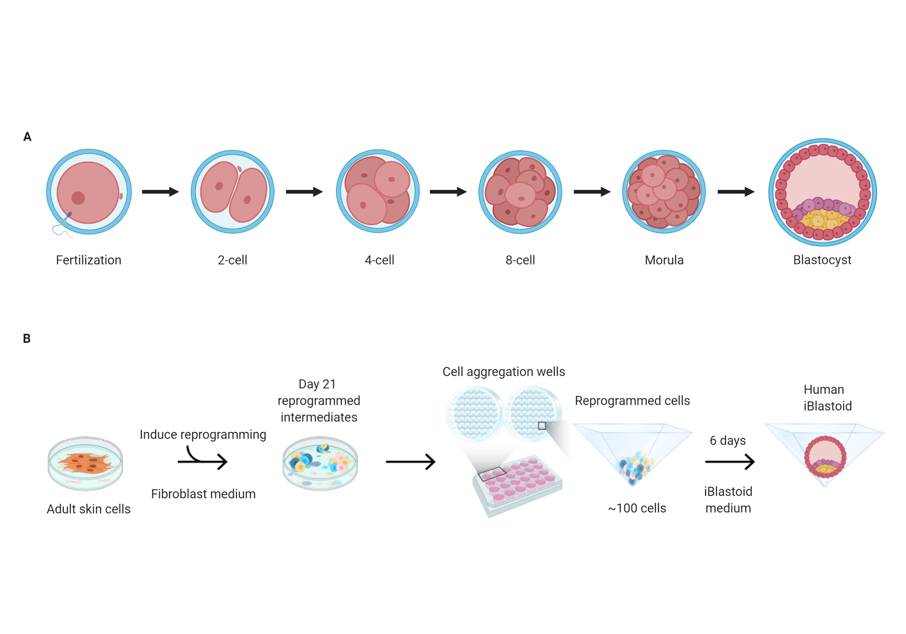 Researchers Have Grown human Embryos From Skin Cells What Does That researchers-have-grown-human-embryos-from-skin-cells-what-does-that