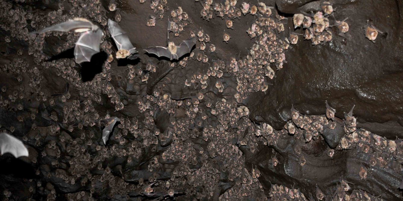 A Batshit Experiment Bones Cooked In Bat Poo Lift The Lid On How A Batshit Experiment Bones Cooked In Bat Poo Lift The Lid On How