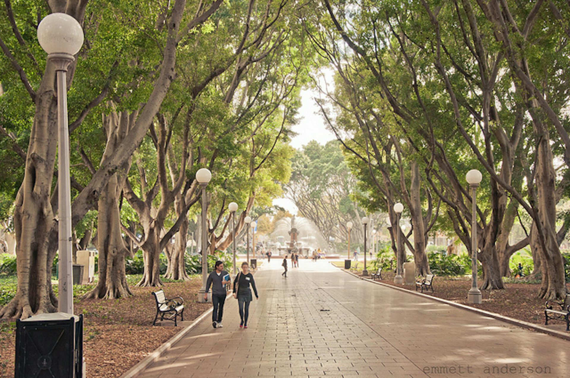 Trees are a city’s air conditioners, so why are we pulling them out?