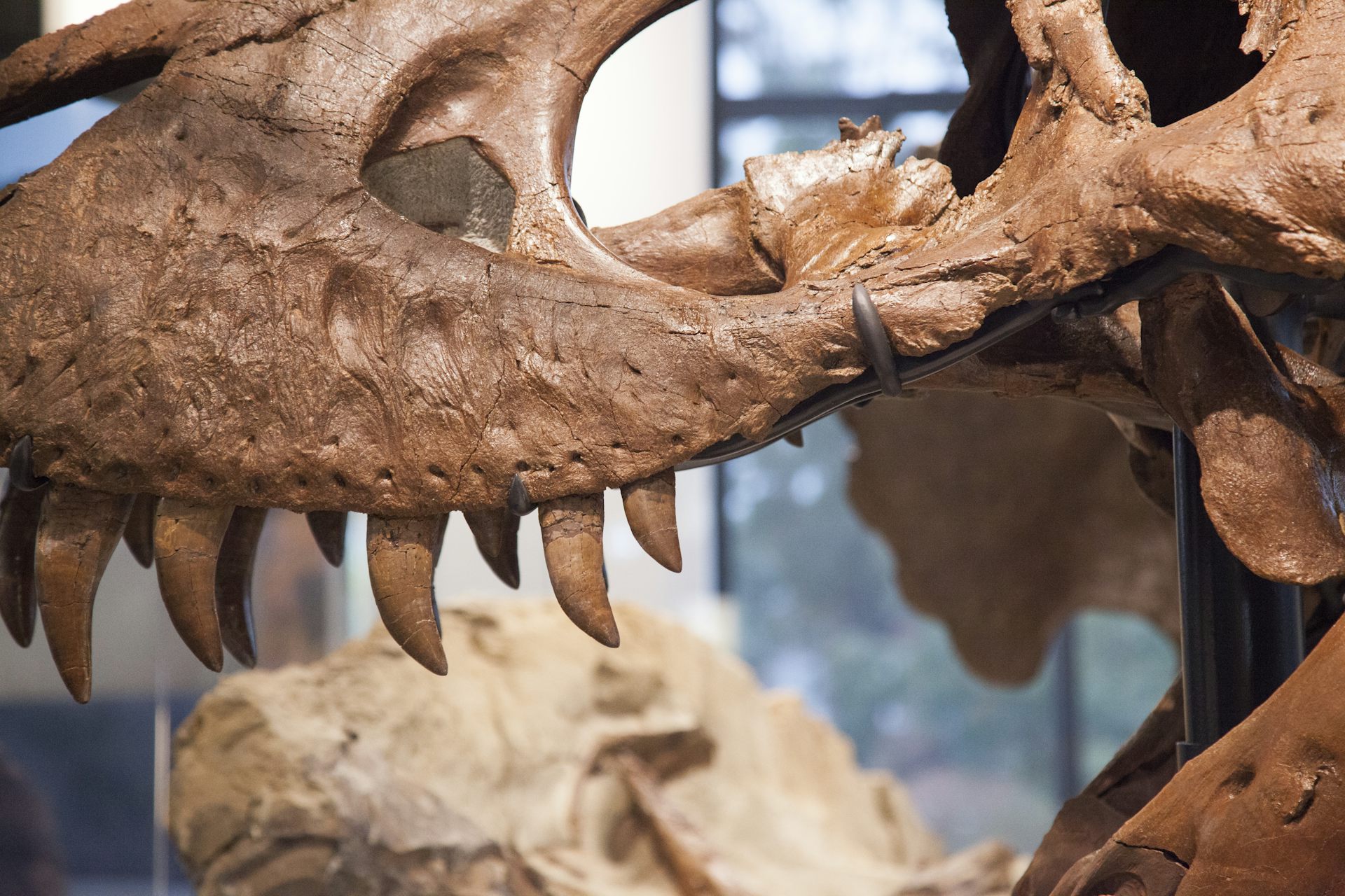 We’ve discovered a new rule of nature. It explains why animals’ pointy ...