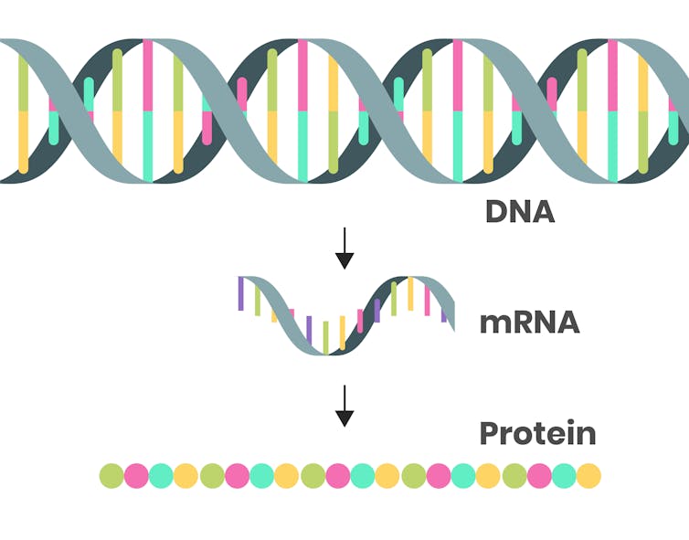 What Is Mrna The Messenger Molecule Thats Been In Every Living Cell