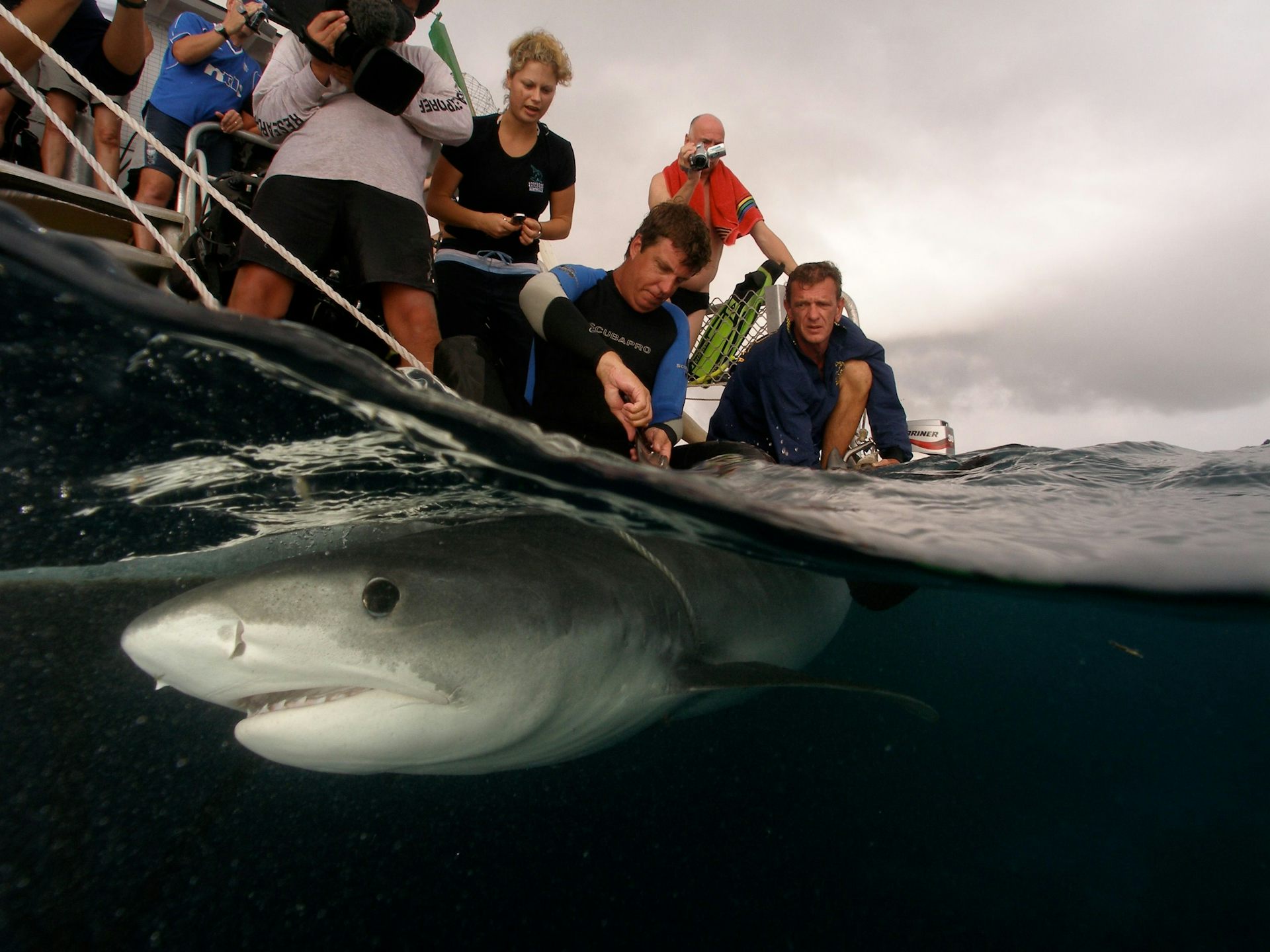 Towing sharks out to sea will let us protect people … and sharks