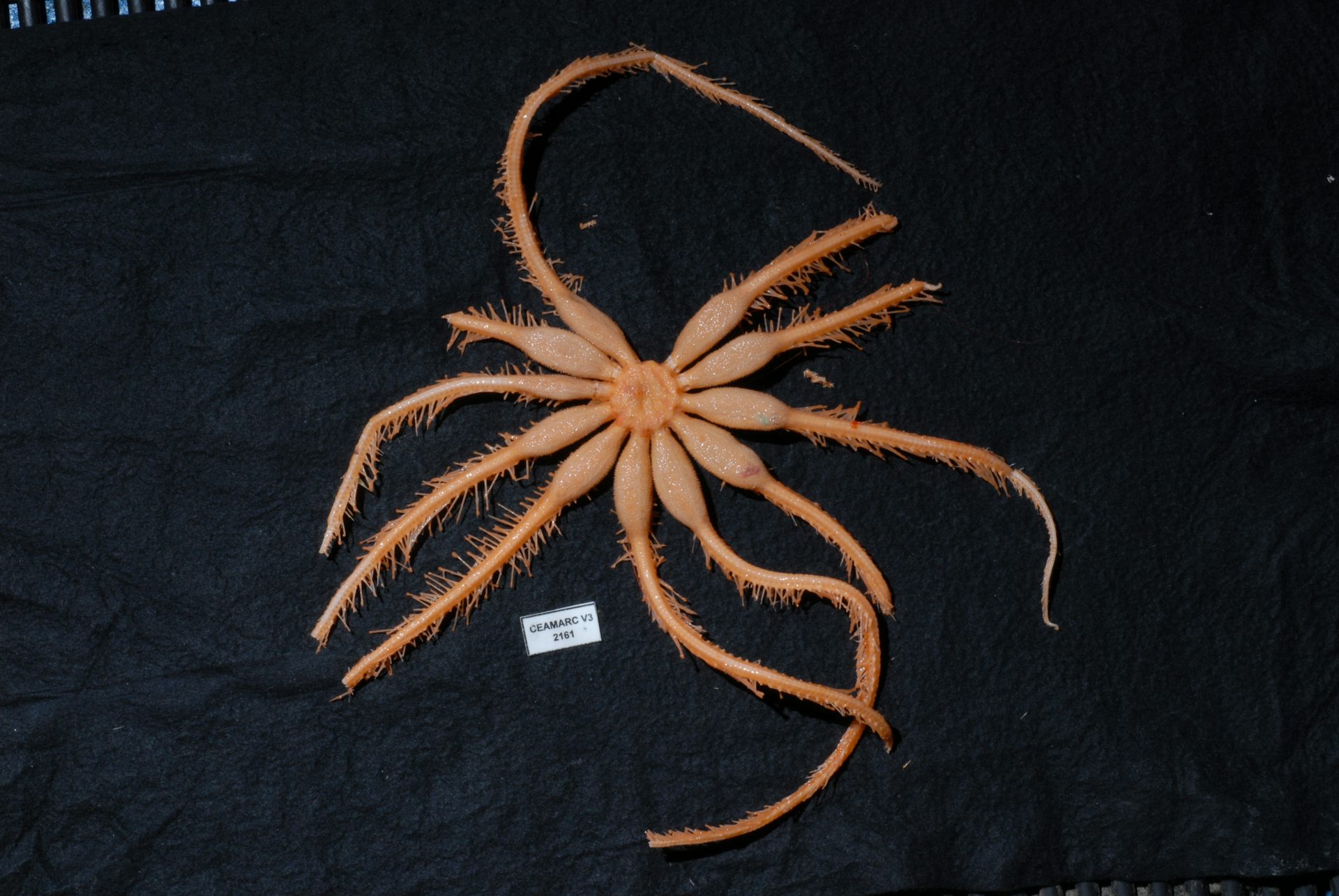 Une expédition en Antarctique à la découverte d’une biodiversité unique