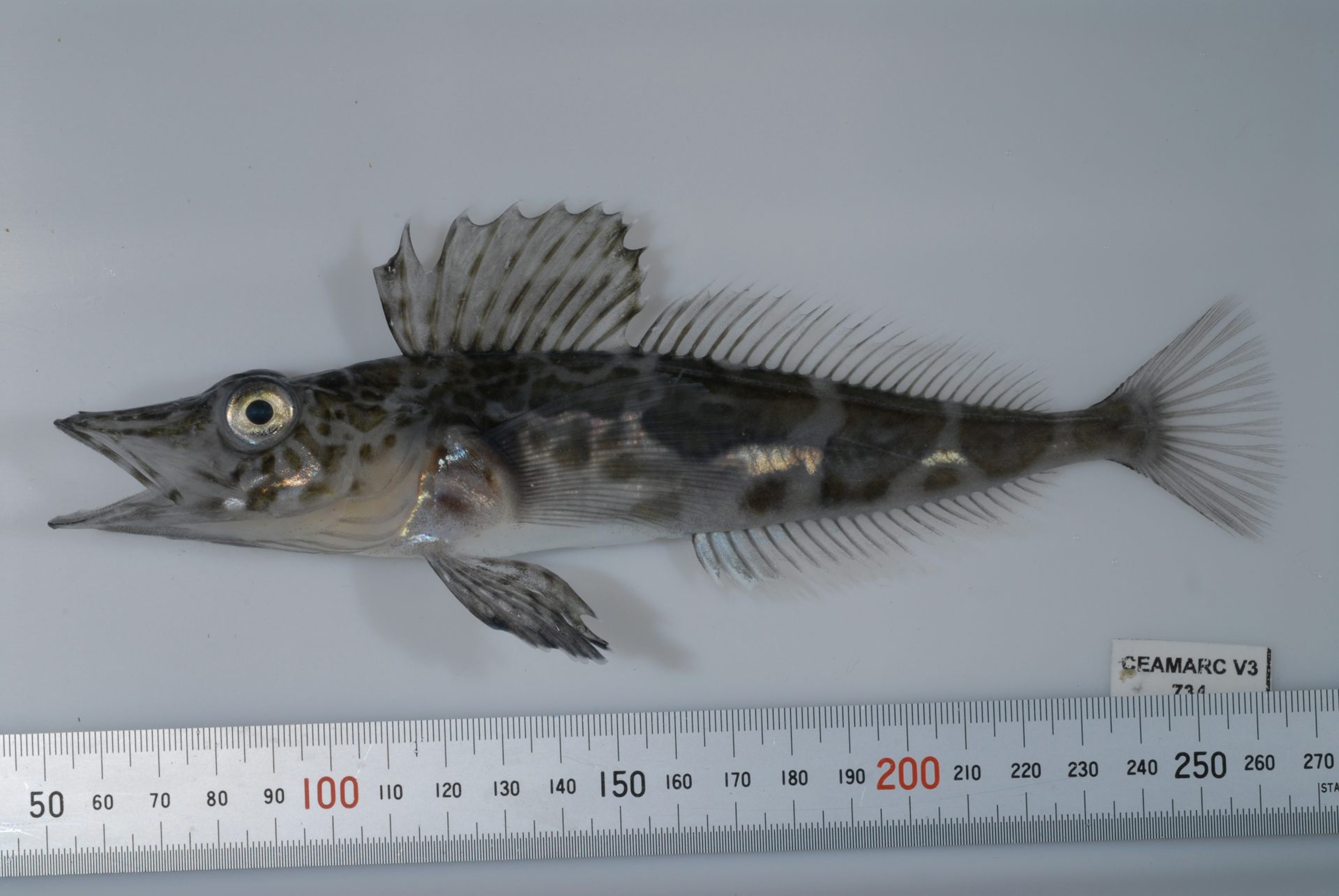 Une expédition en Antarctique à la découverte d’une biodiversité unique