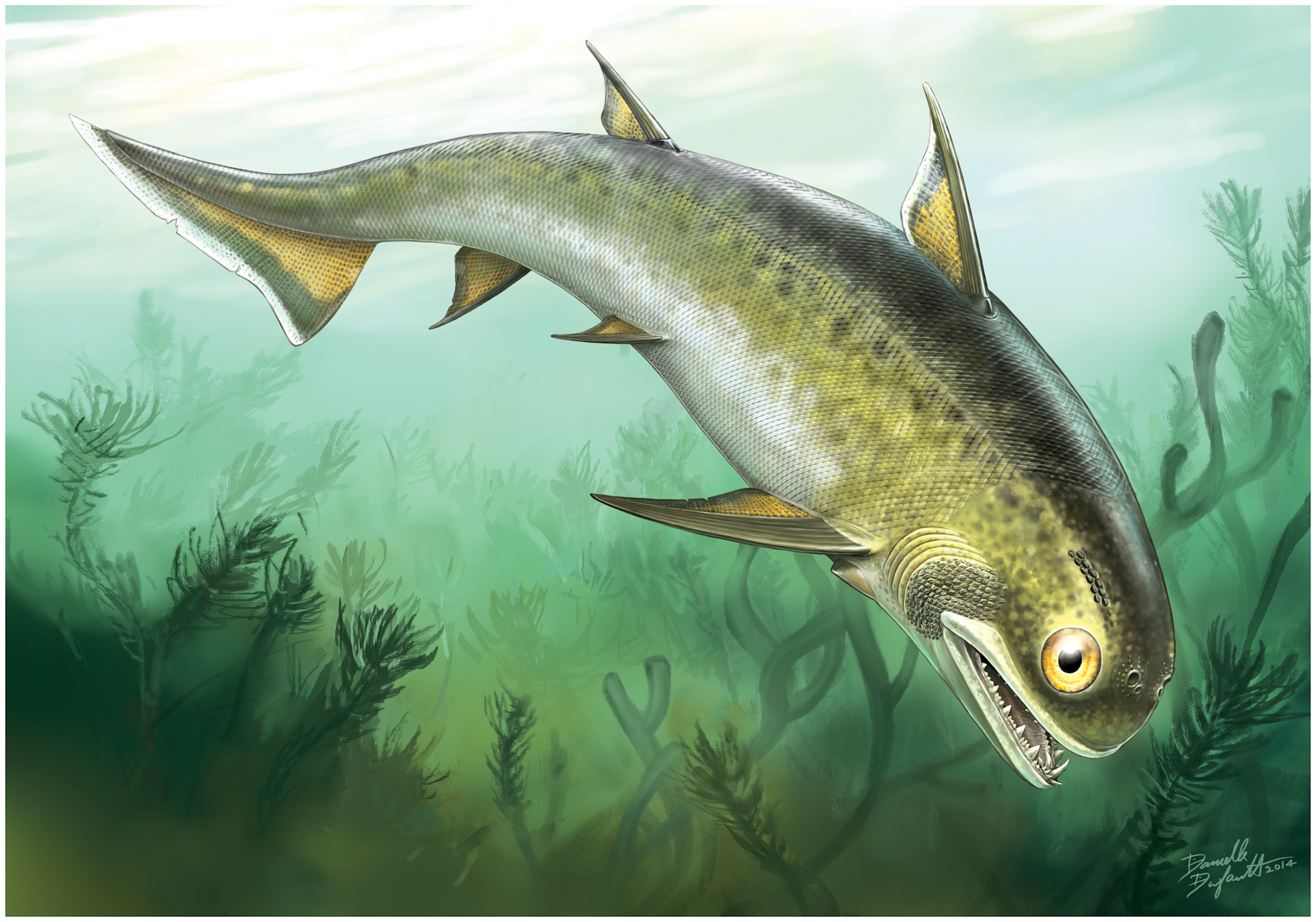 Evolution of a smile: 400 million year old spiny fish overturns shark ...