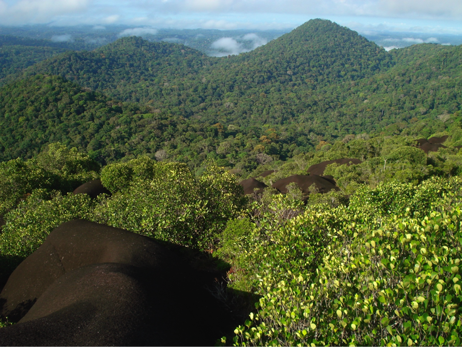 Rencontres au sommet de la forêt tropicale en Guyane