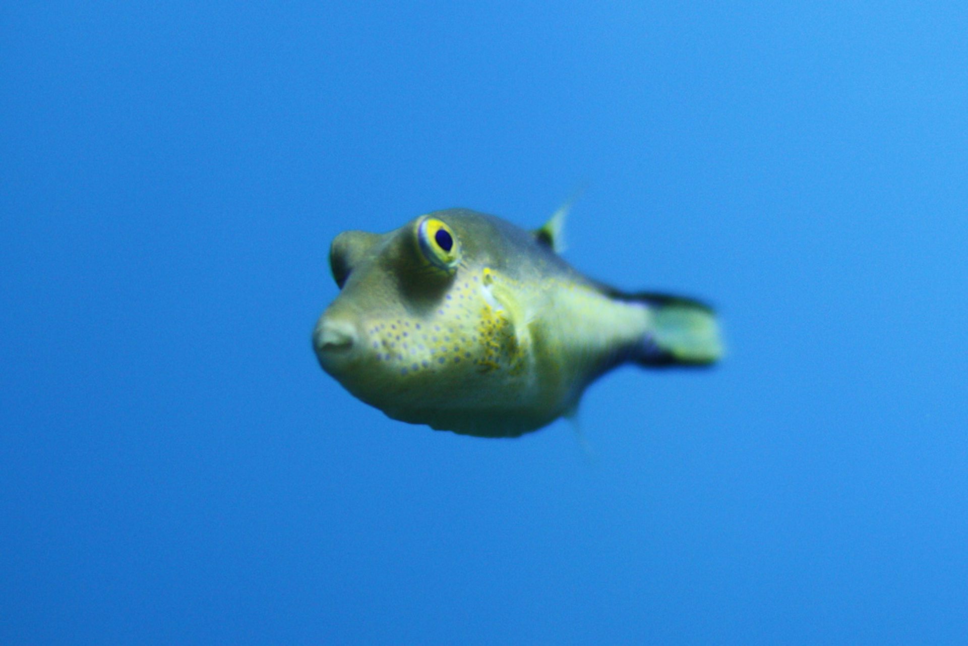 Ocean acidification leaving fish in the dark: study