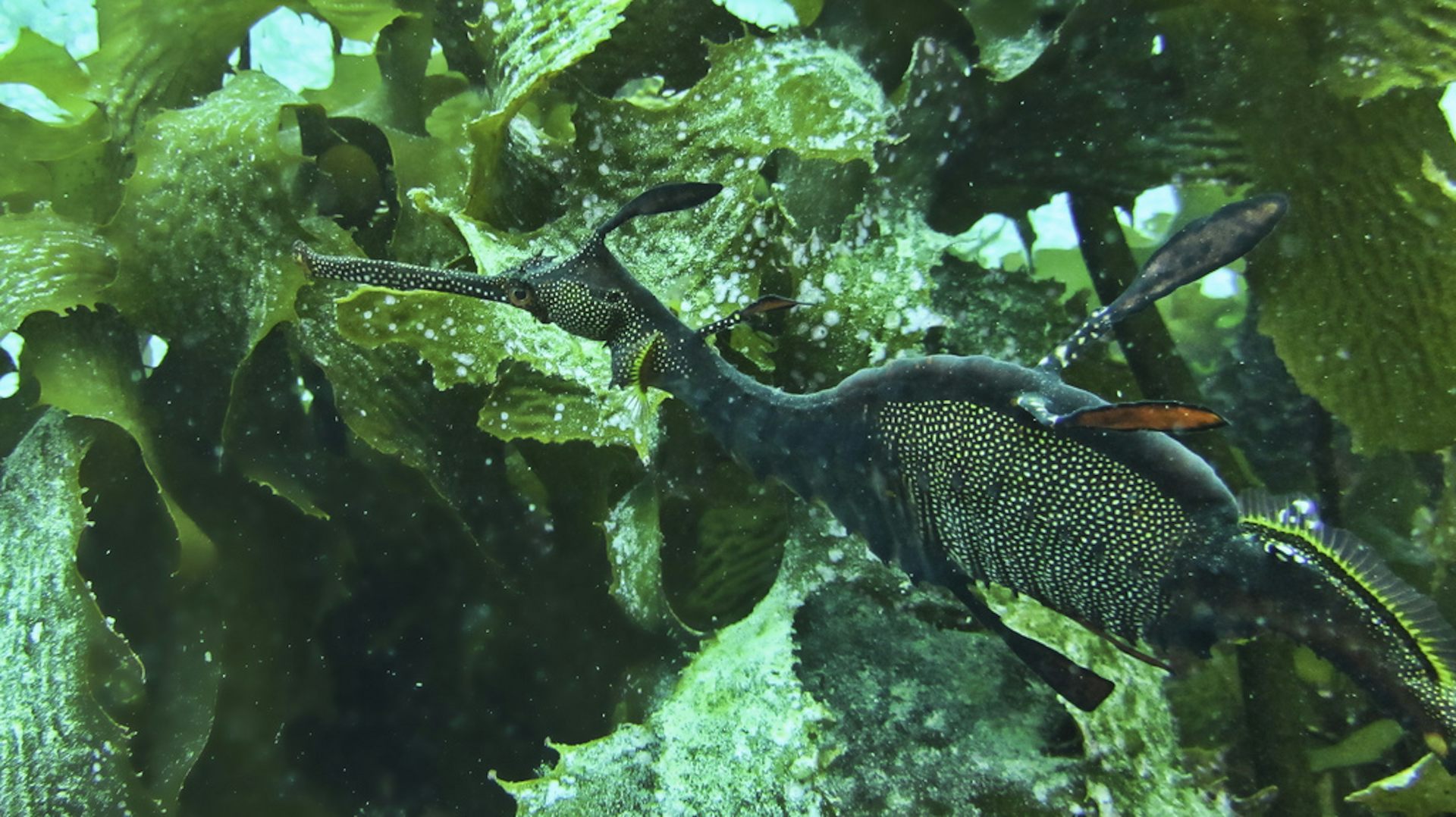 World’s largest survey of marine parks shows conservation can be ...