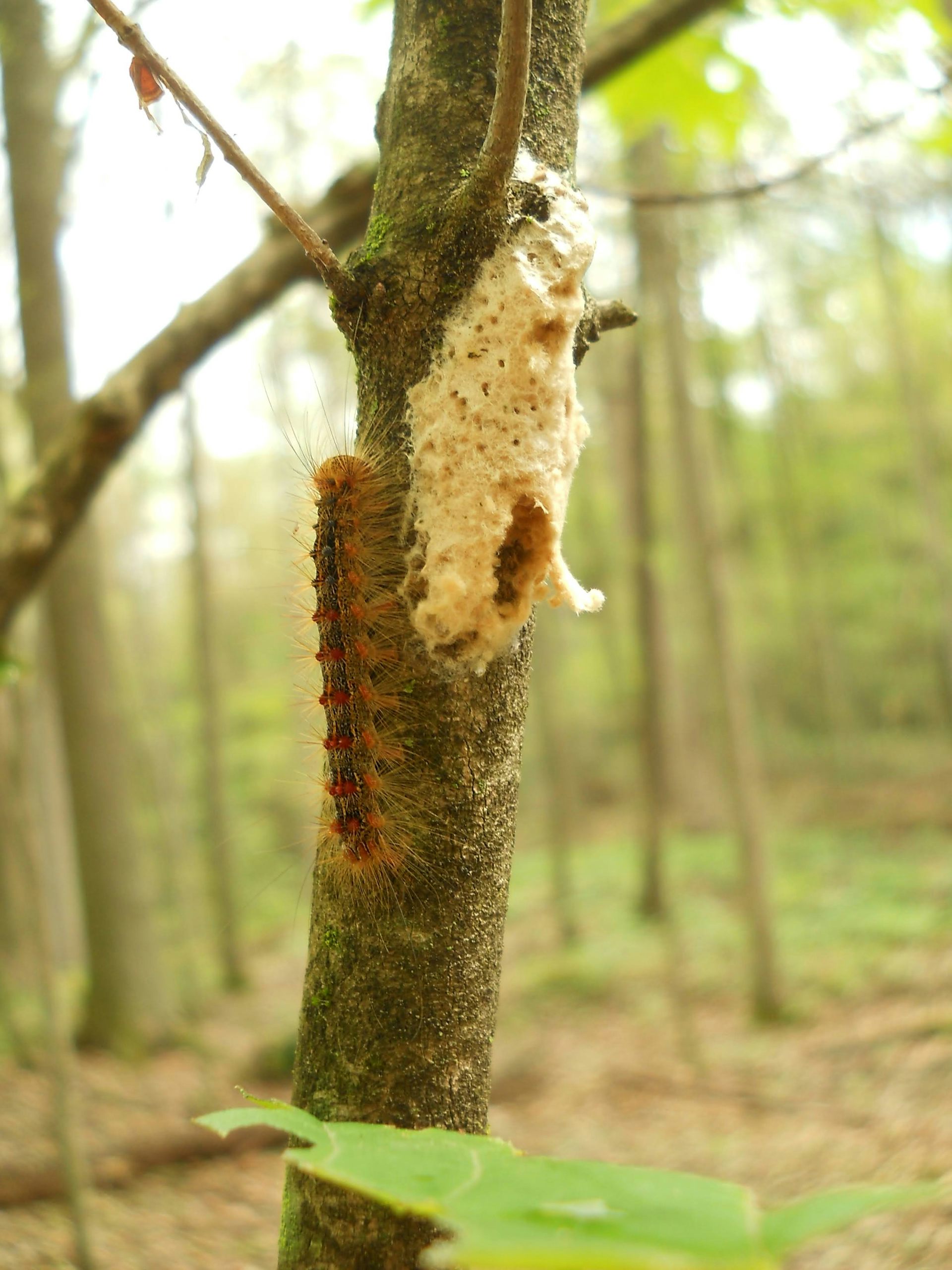 Why an invasive caterpillar is munching its way through tree leaves, in ...