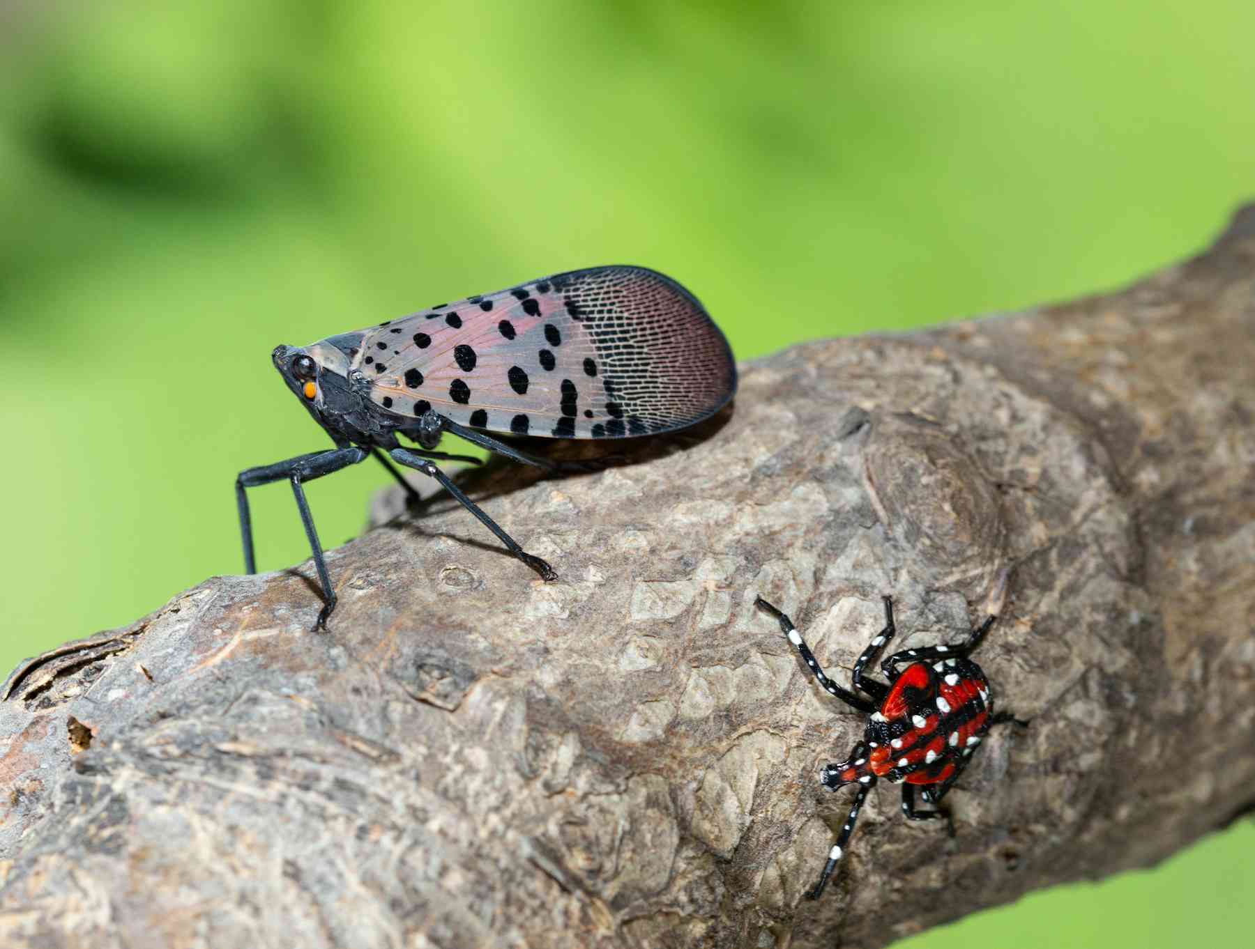 Glen Brown The Spotted Lanternfly A Voracious Pest The Conversation glen-brown-the-spotted-lanternfly-a-voracious-pest-the-conversation