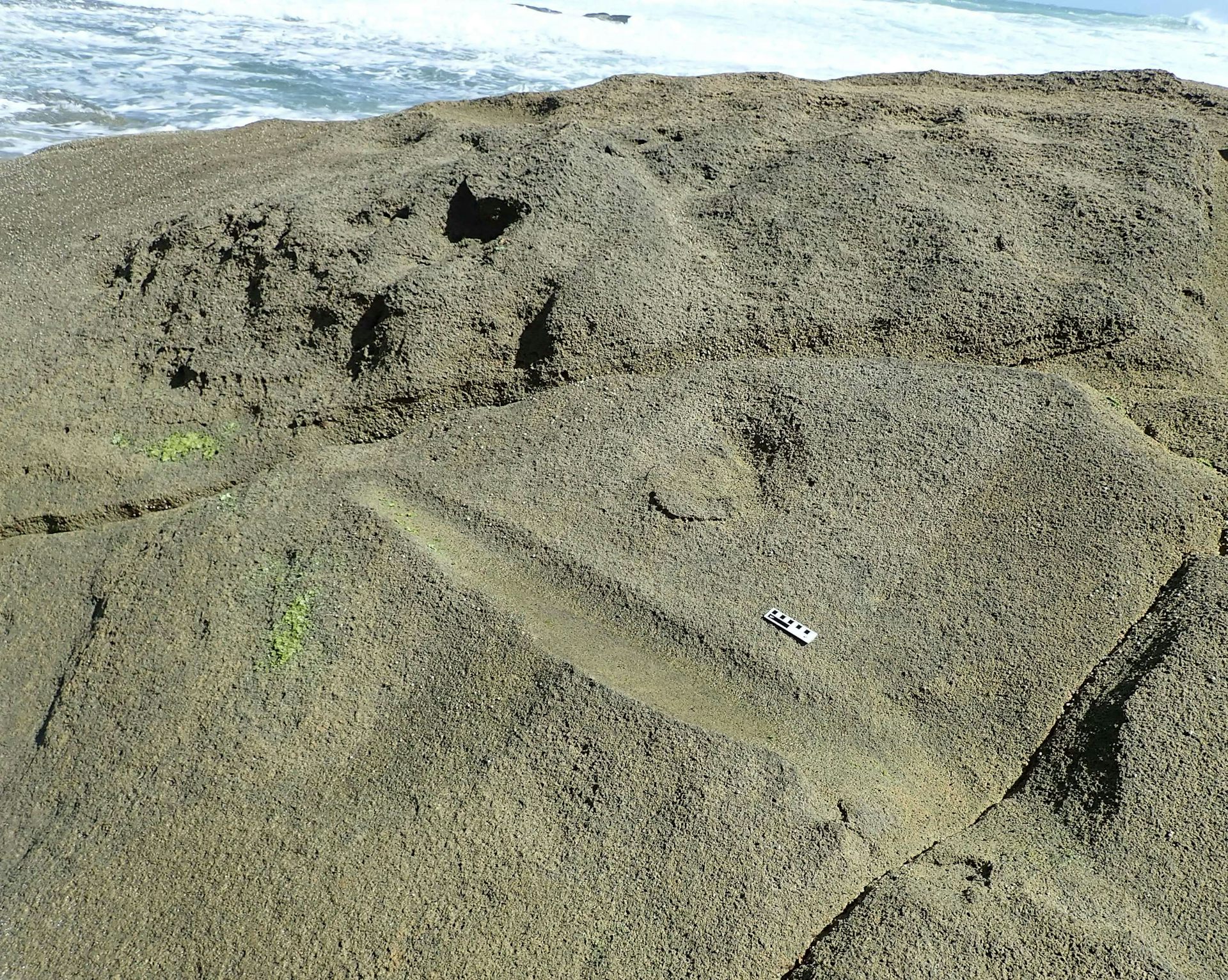 Fossil tracks and trunk marks reveal signs of ancient elephants on ...