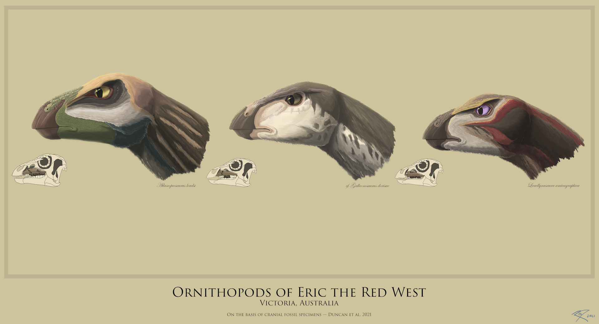 Meet the diverse group of plant-eating dinosaurs that roamed Victoria ...