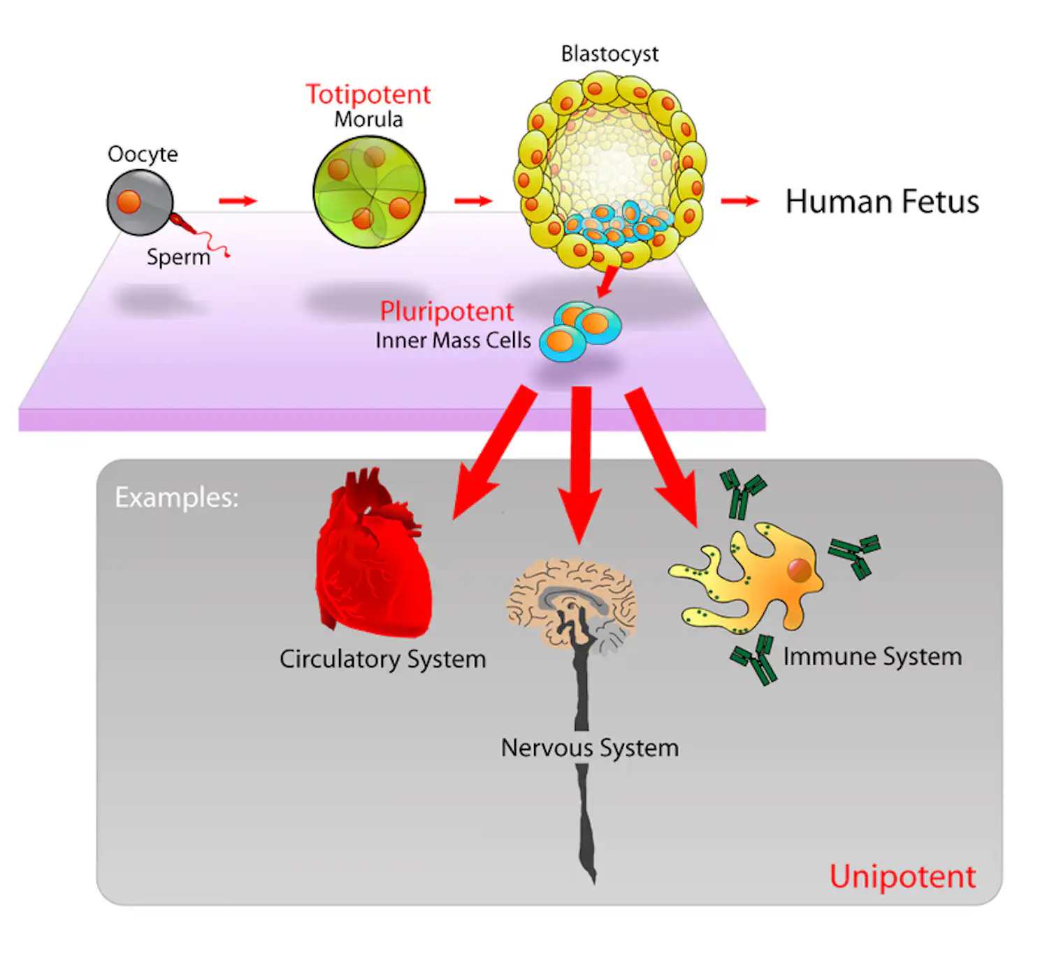 Rebuilding The Damaged Brain Can Stem Cells Be Used As Repair Kits rebuilding-the-damaged-brain-can-stem-cells-be-used-as-repair-kits