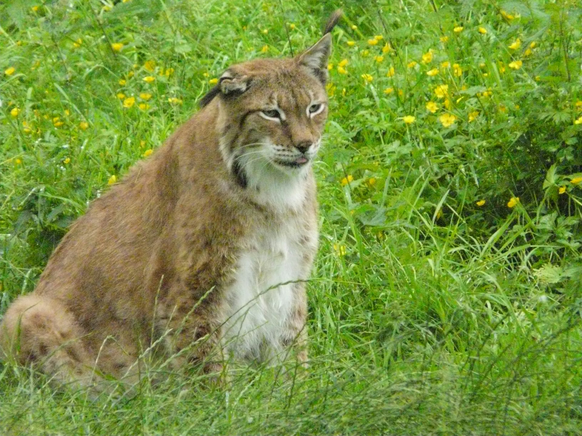 The lynx may have survived in Scotland centuries later than previously ...